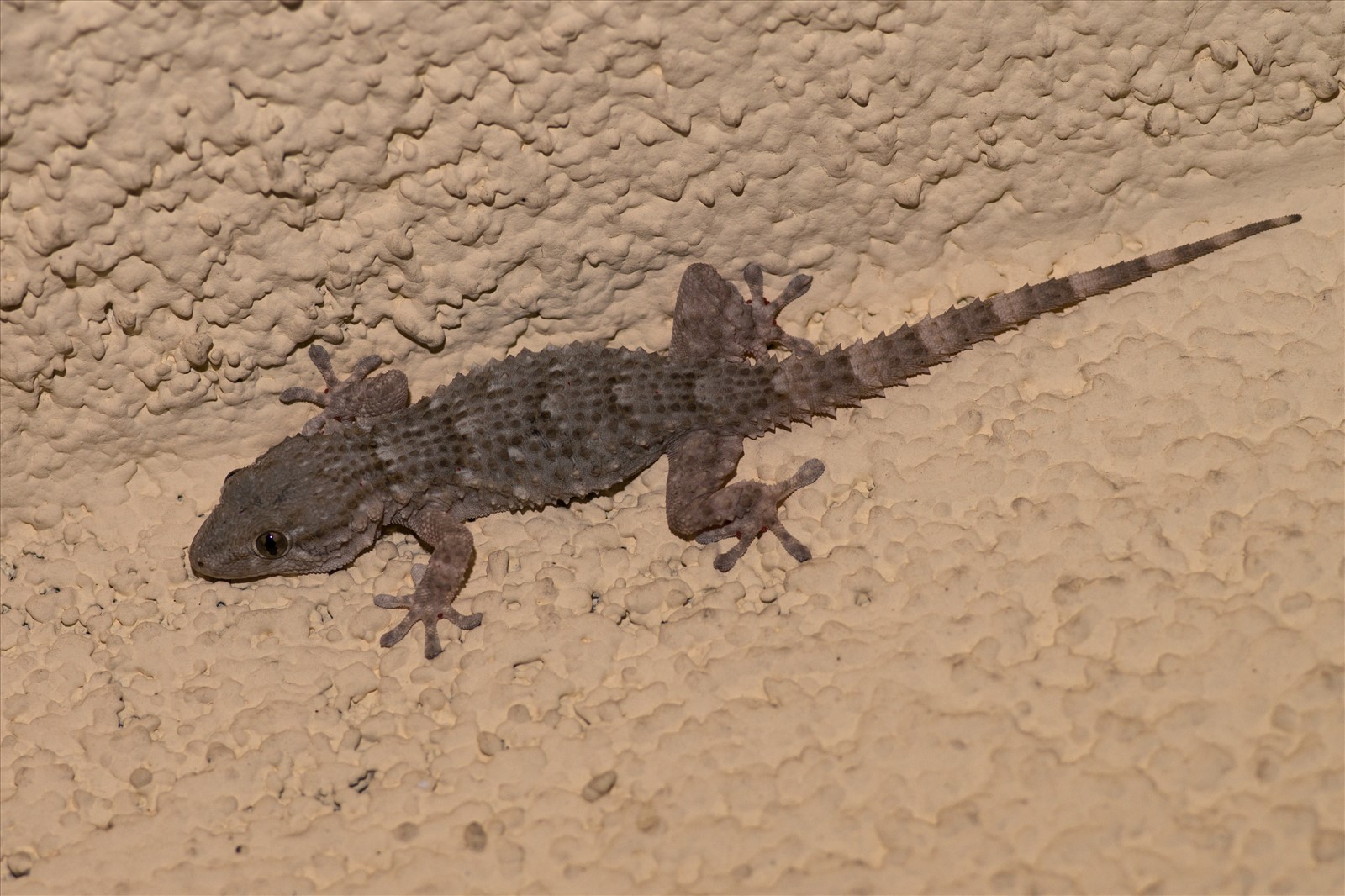 Tarentola mauritanica