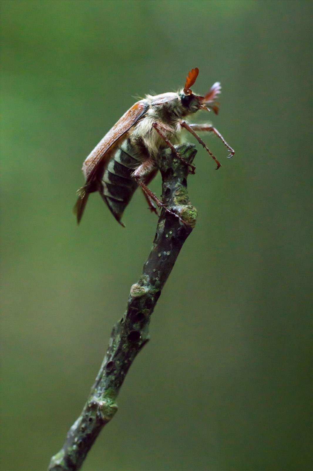 Melolontha hippocastani