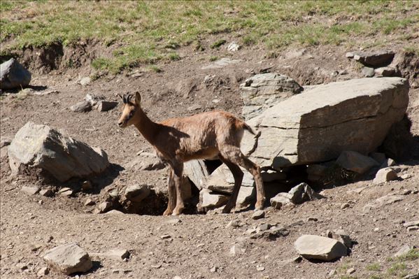 Rupicapra pyrenaica pyrenaica