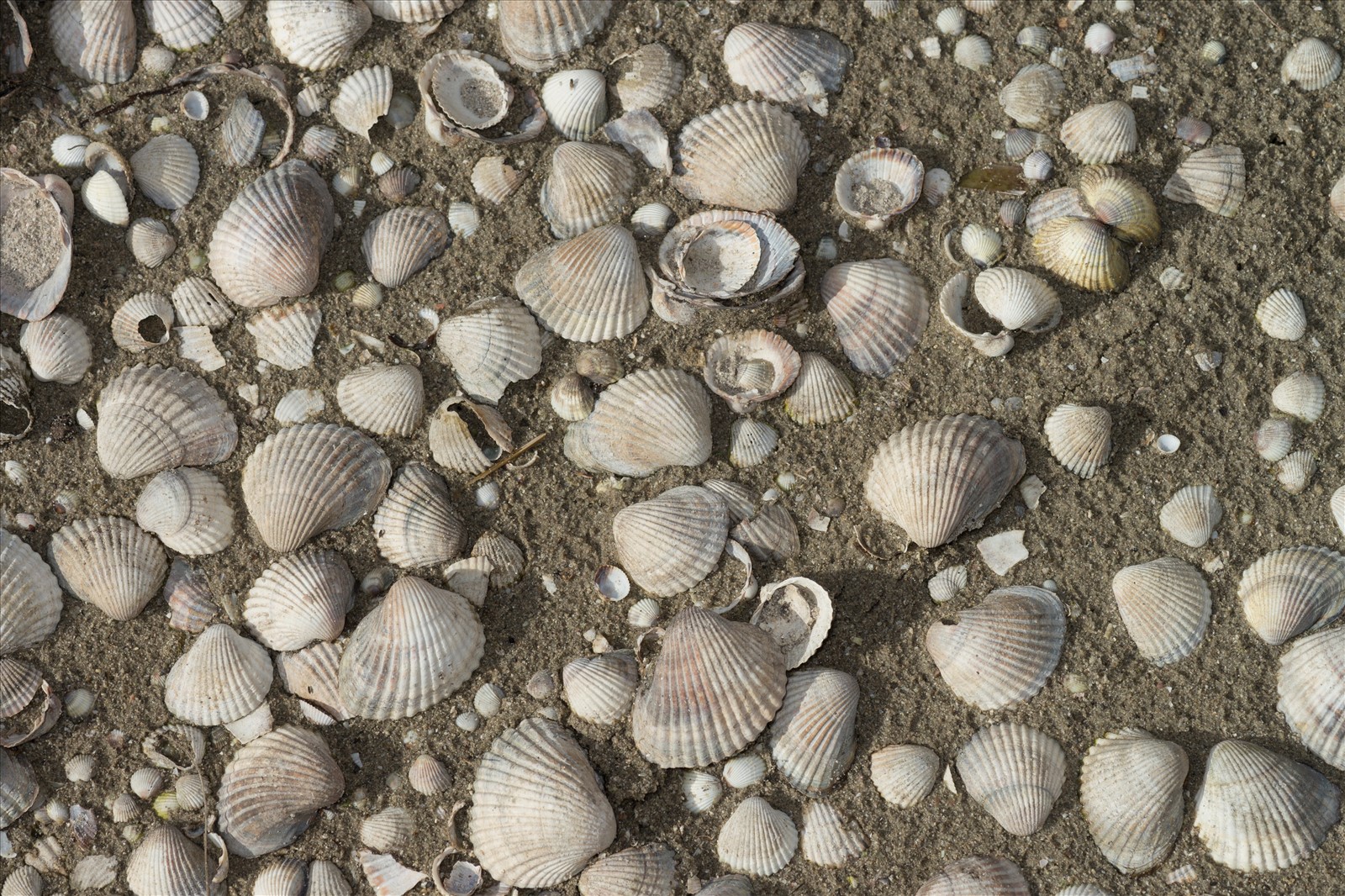 Cerastoderma glaucum