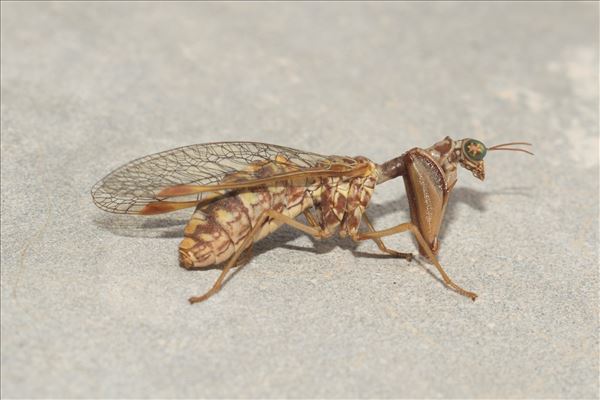 Mantispa styriaca