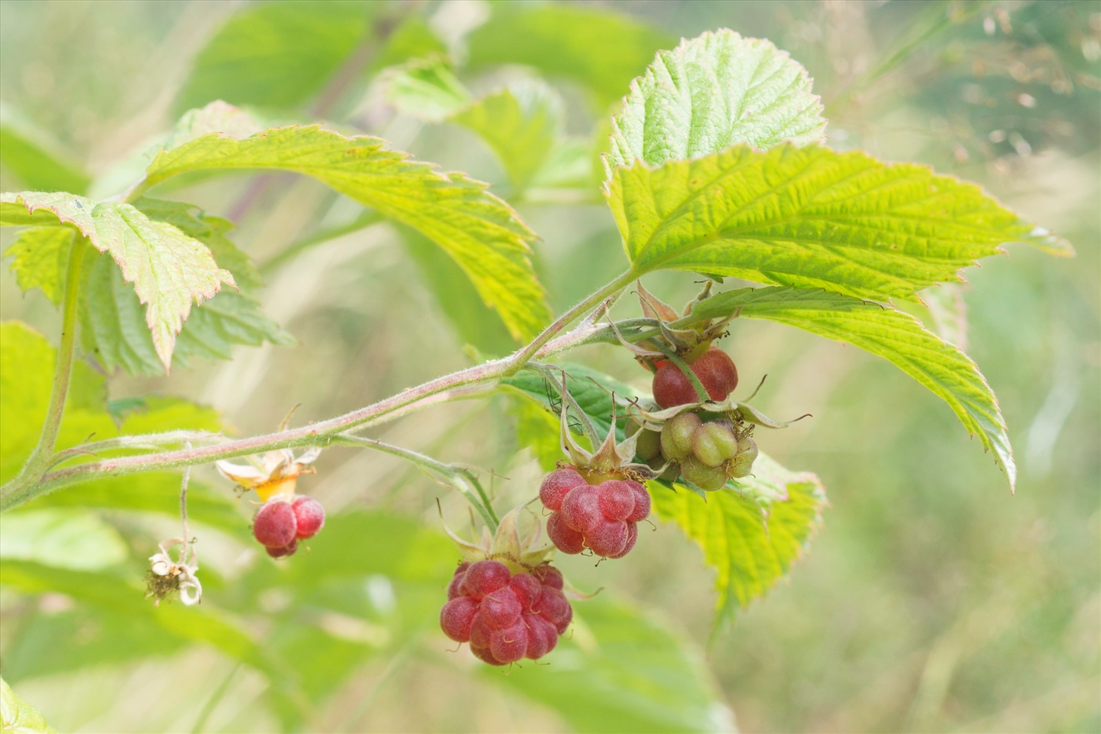 Rubus idaeus L.