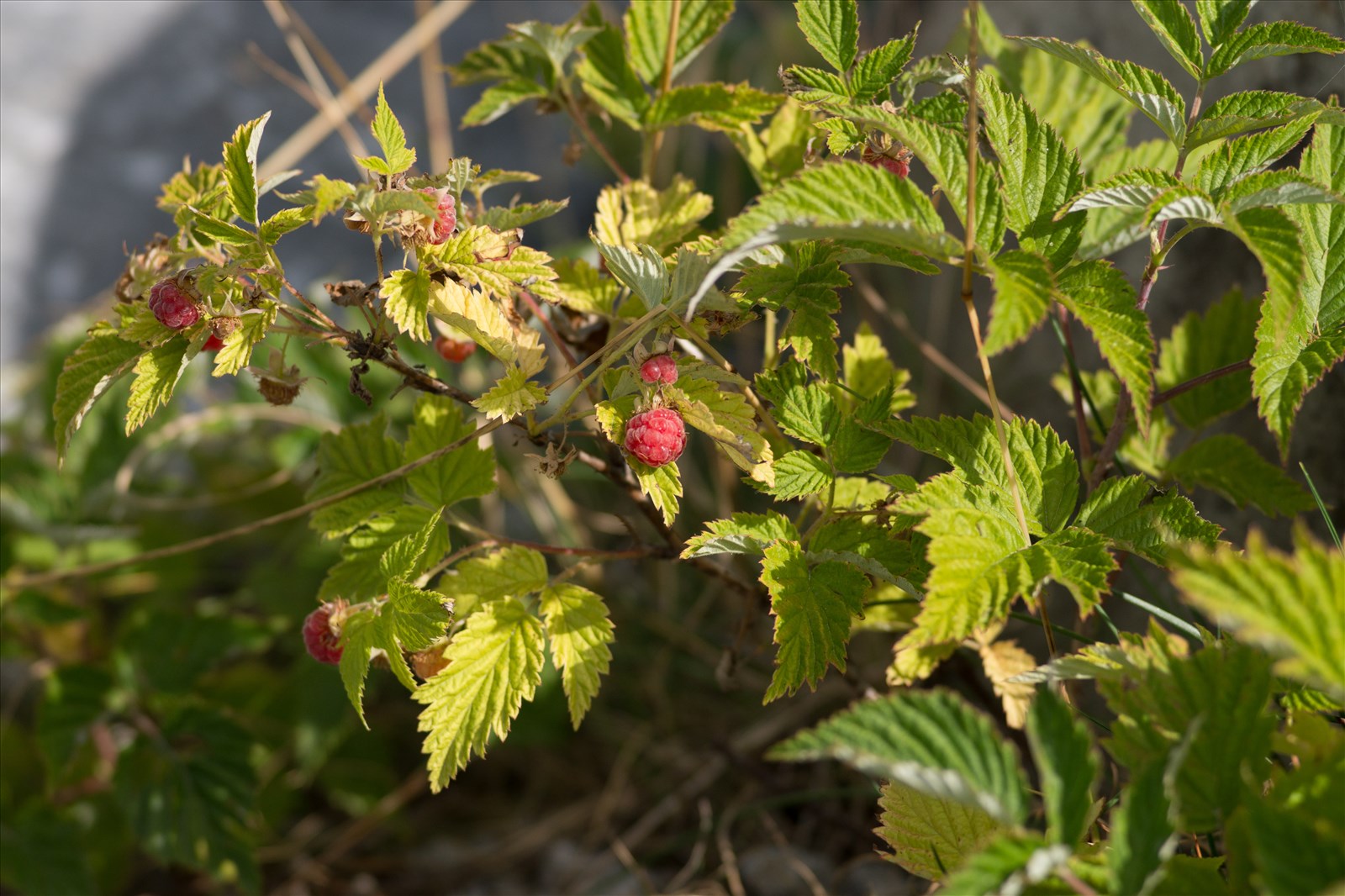 Rubus idaeus L.
