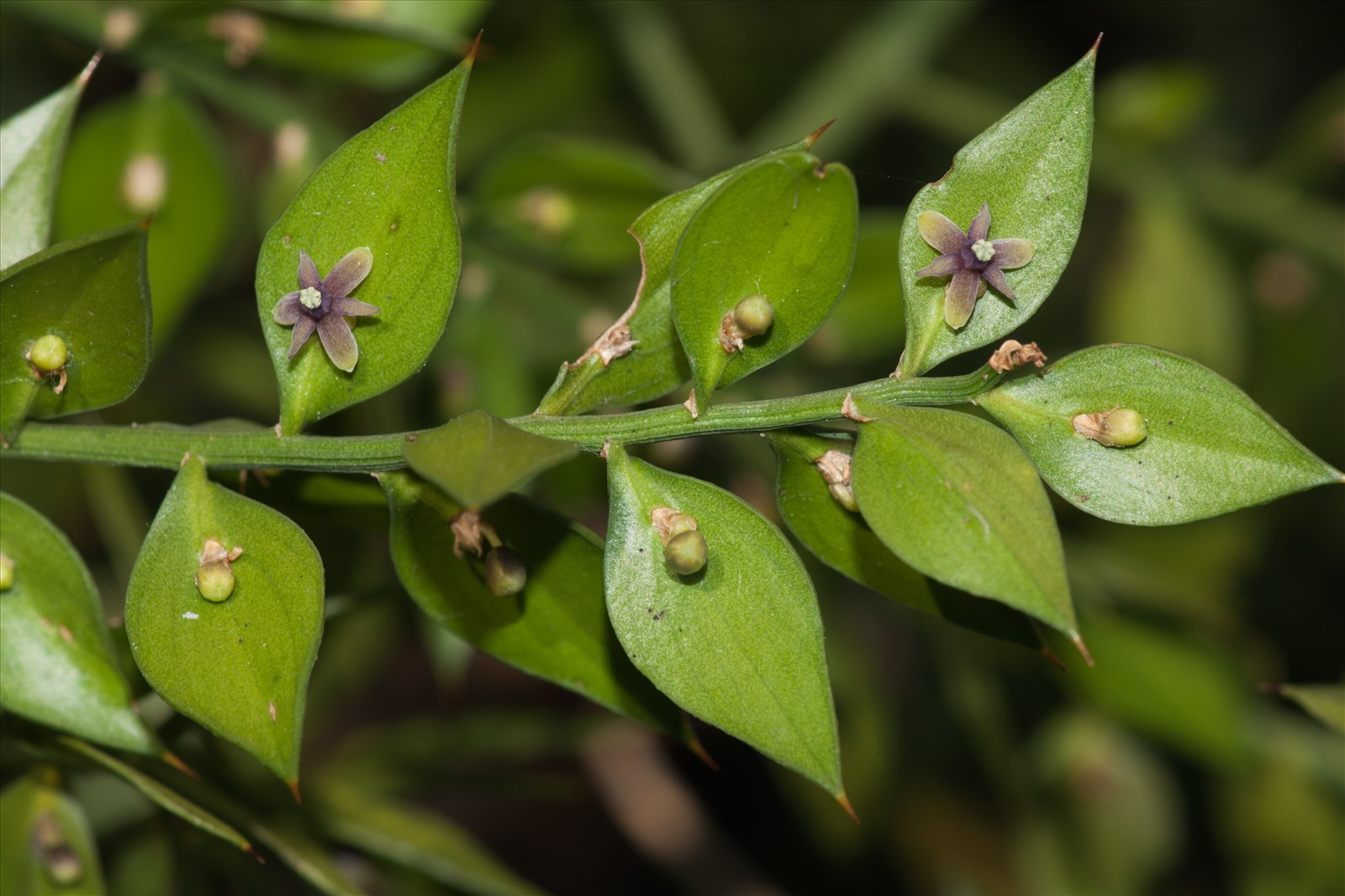 Ruscus aculeatus L.