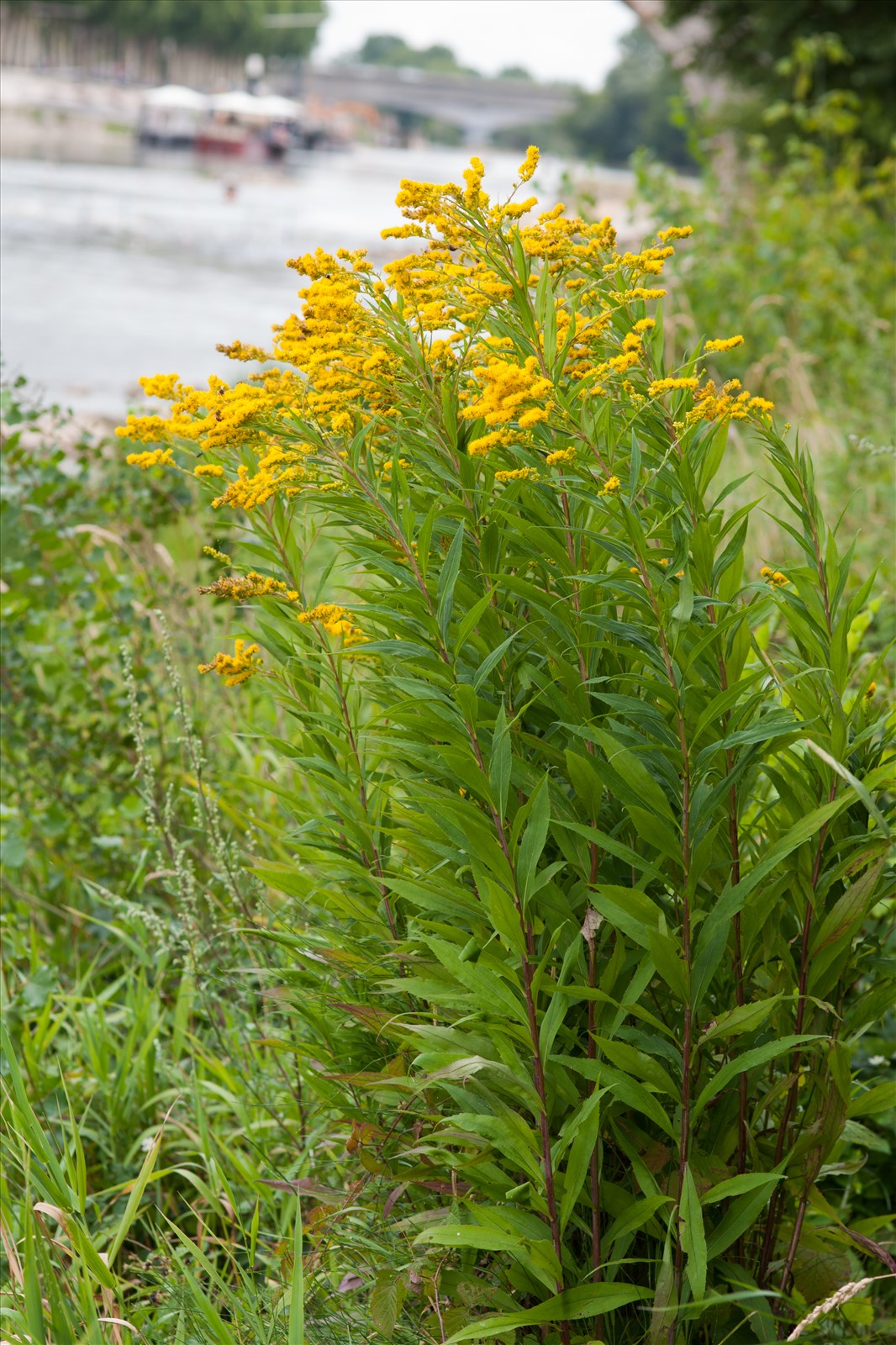 Solidago gigantea Aiton