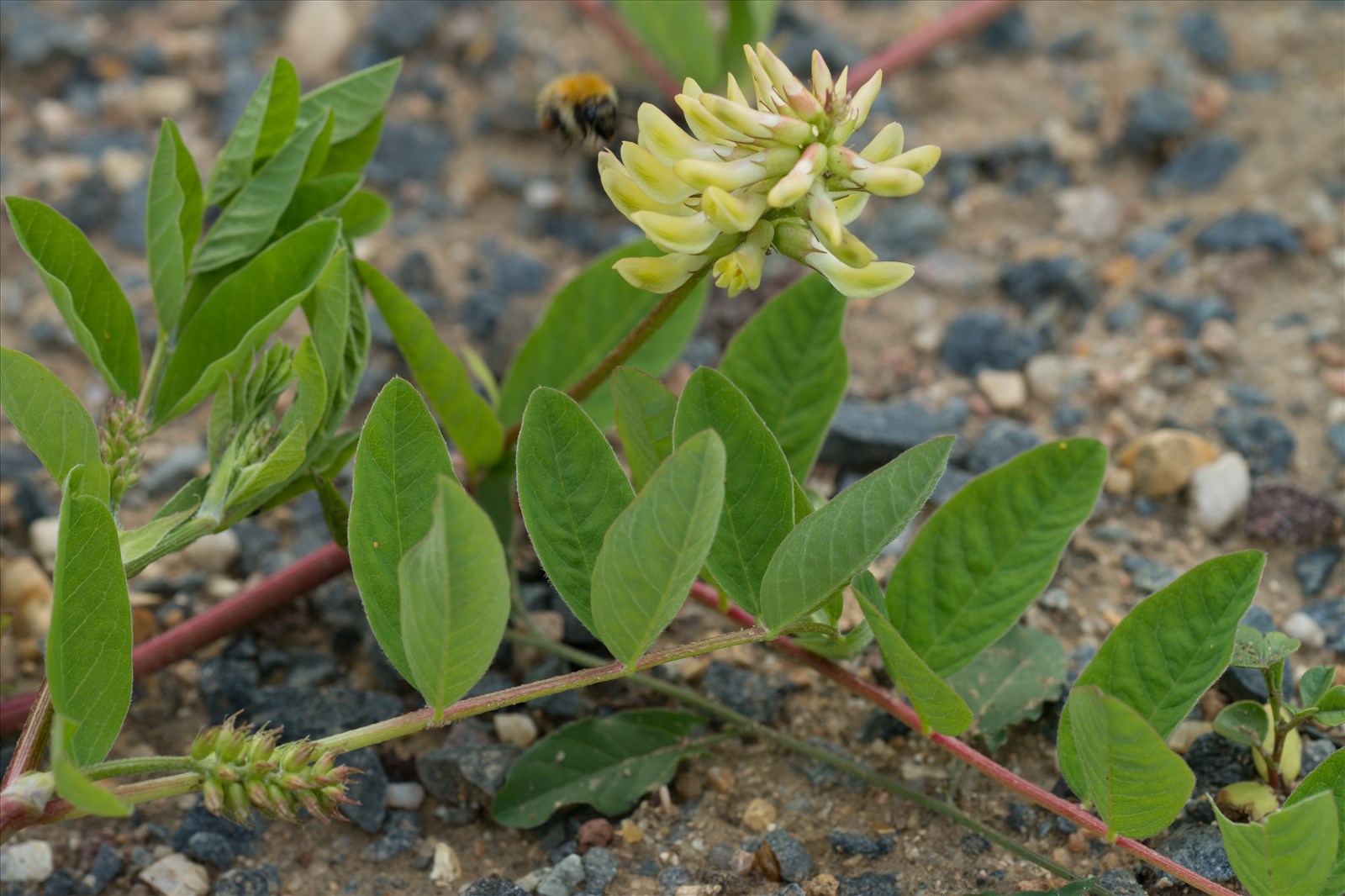 Astragalus glycyphyllos L.