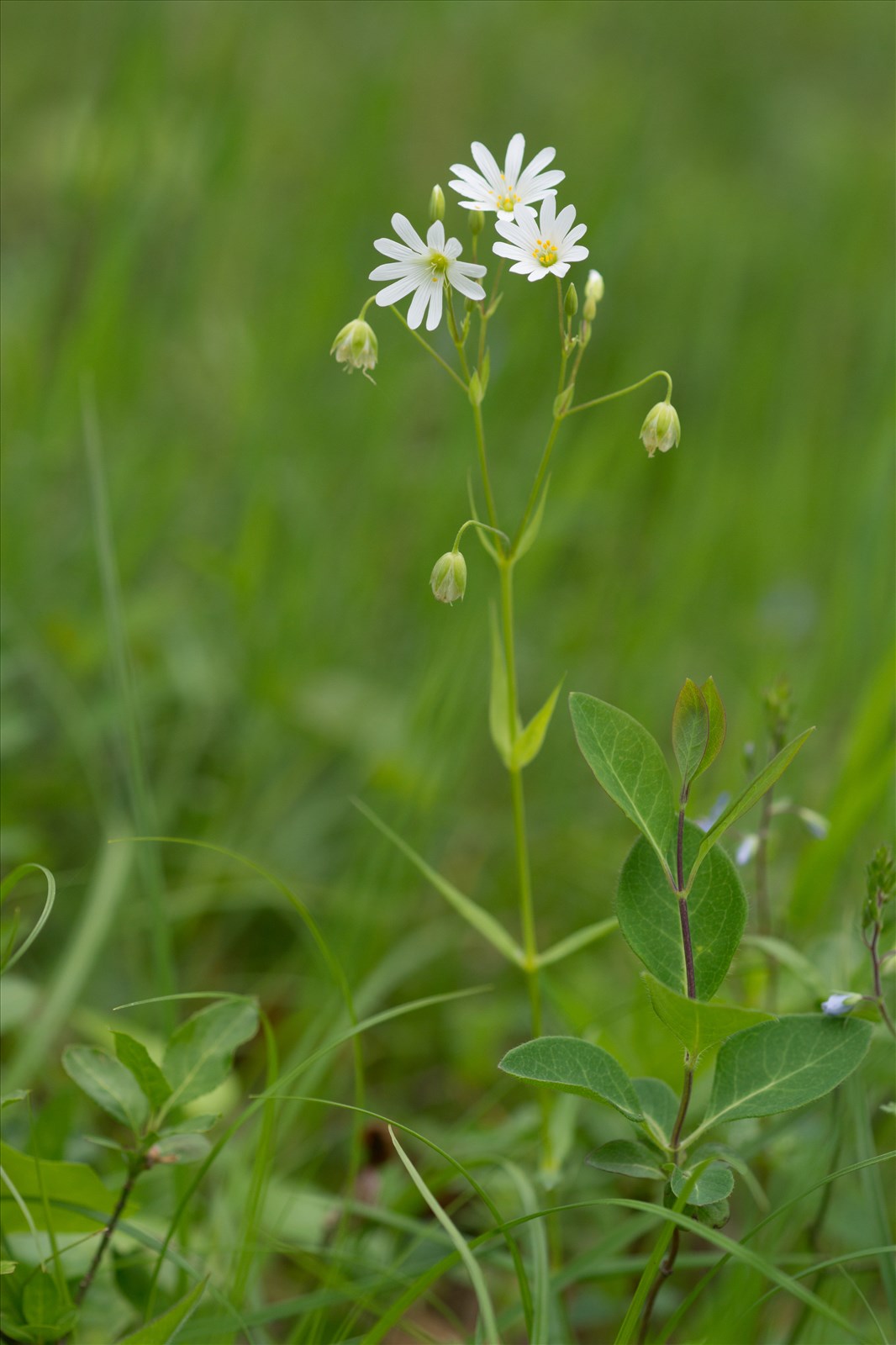 Stellaria holostea L.