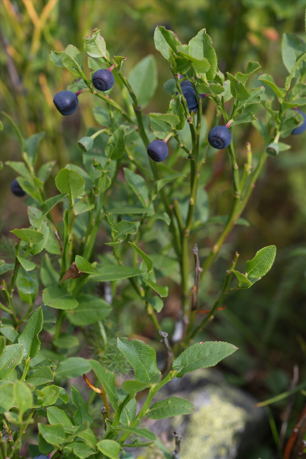 Vaccinium myrtillus L.