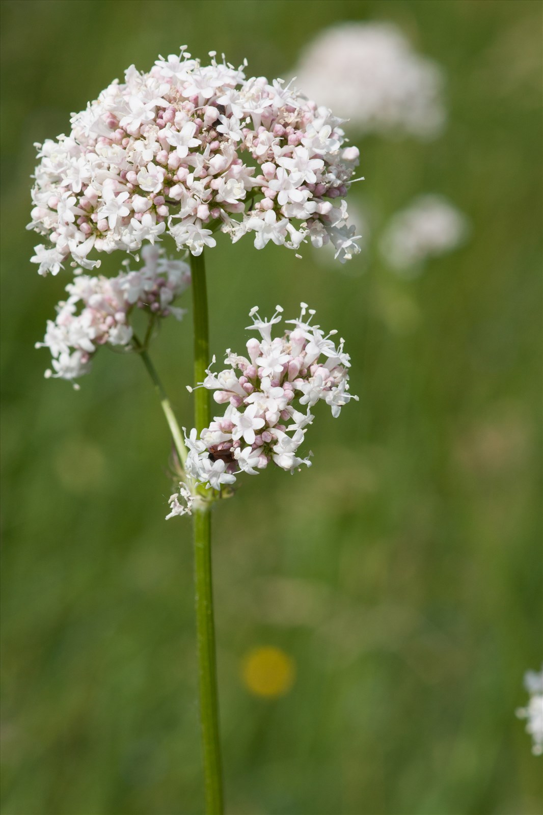 Valeriana officinalis L.