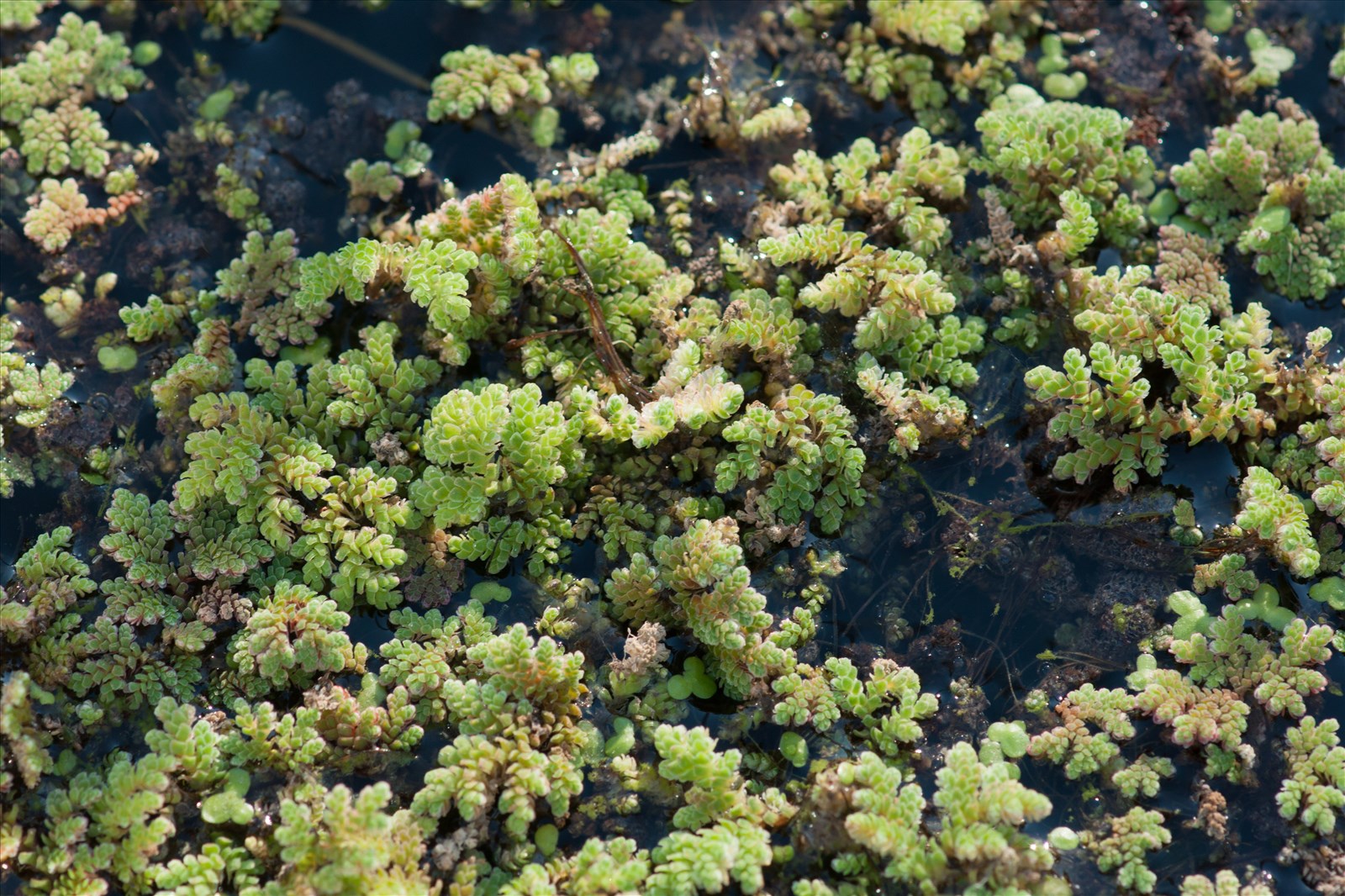 Azolla filiculoides Lam.