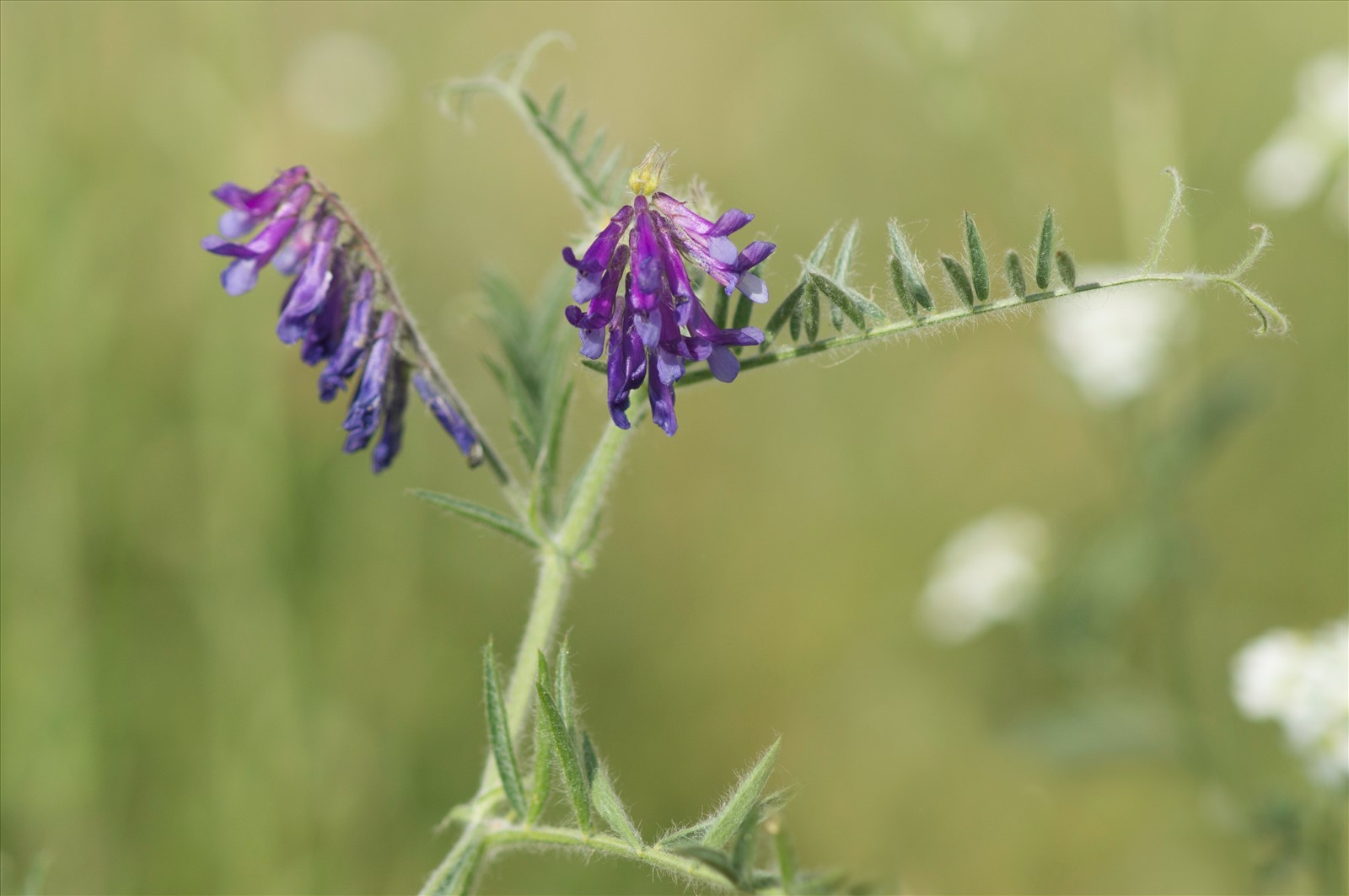 Vicia villosa Roth