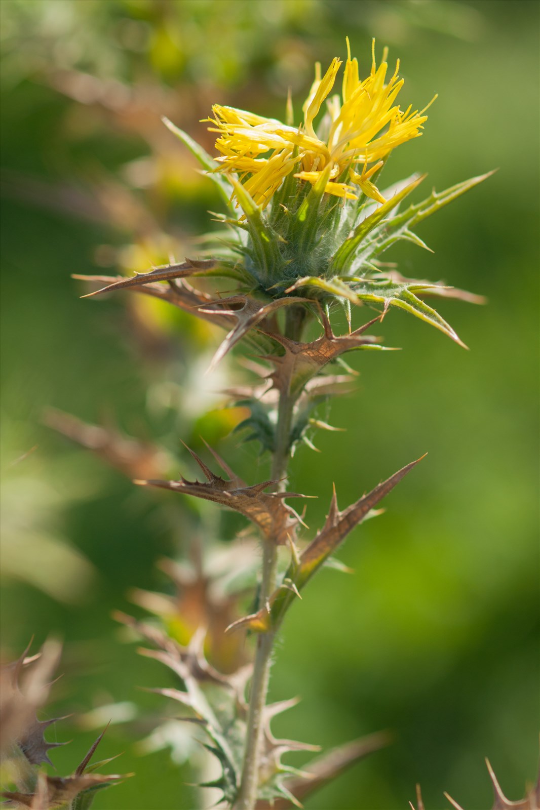 Carthamus lanatus L.