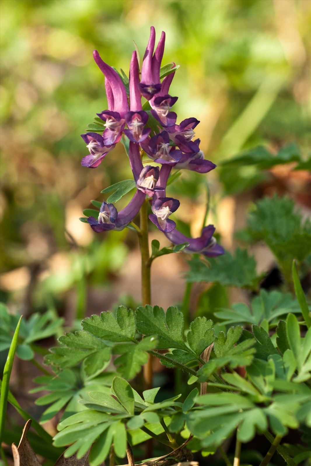 Corydalis solida (L.) Clairv.