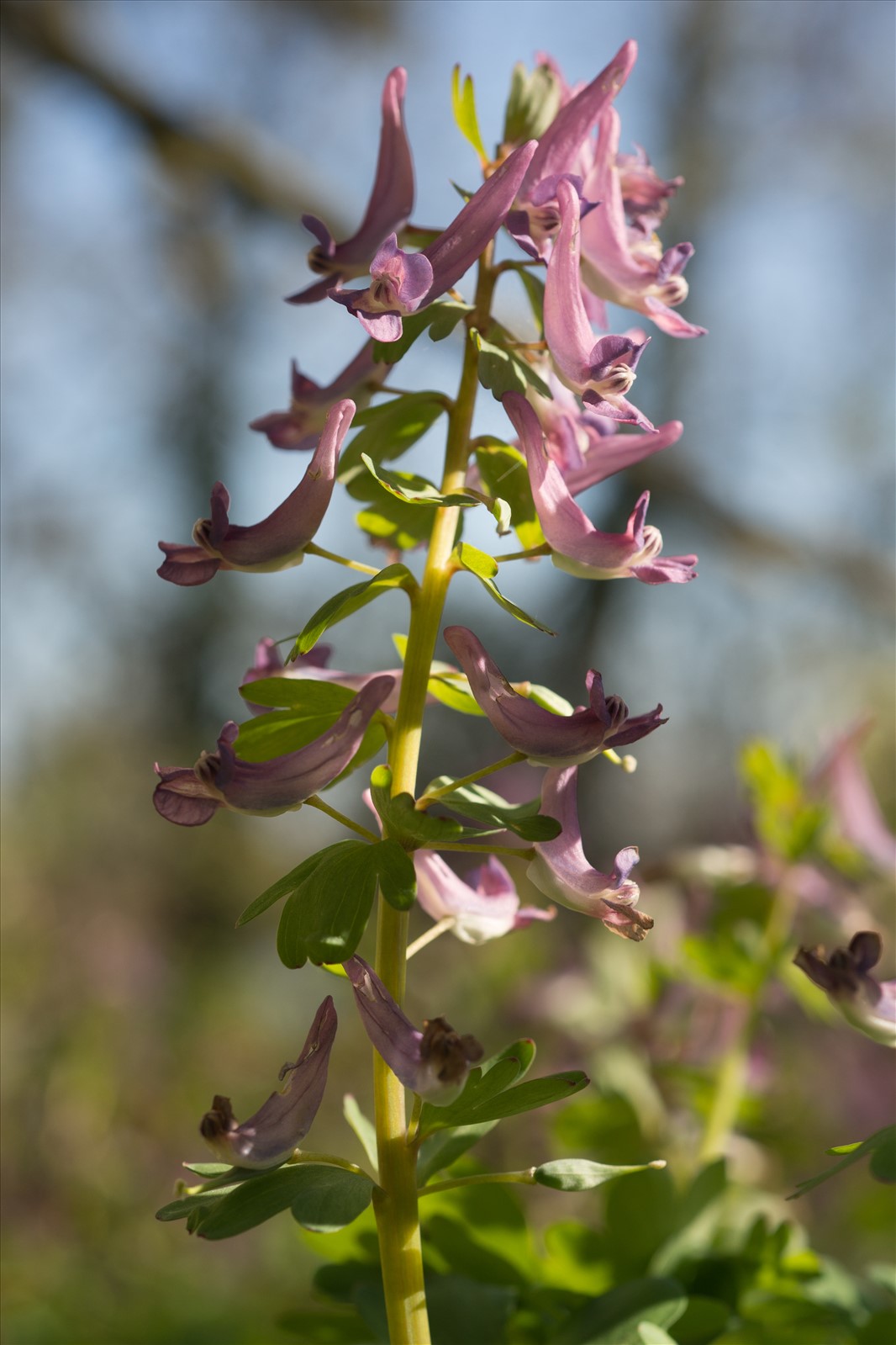 Corydalis solida (L.) Clairv.