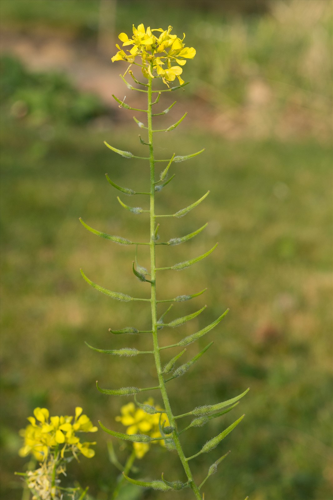Sinapis arvensis L. - Préservons la Nature