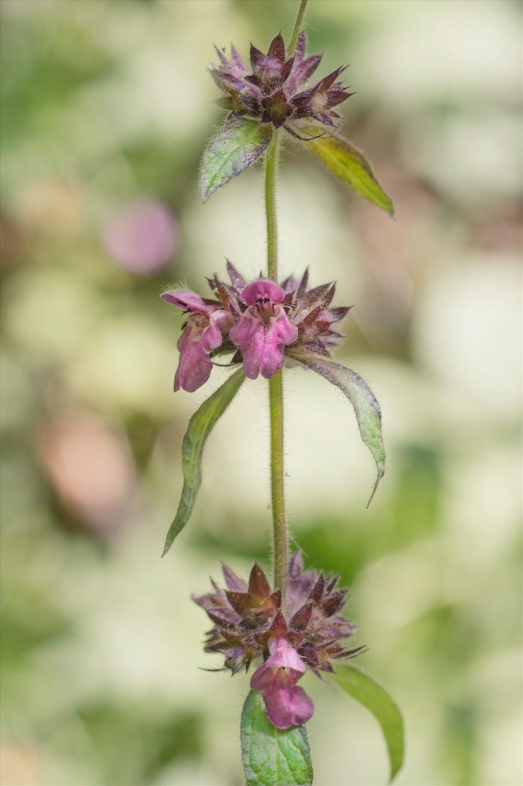 Stachys alpina L.