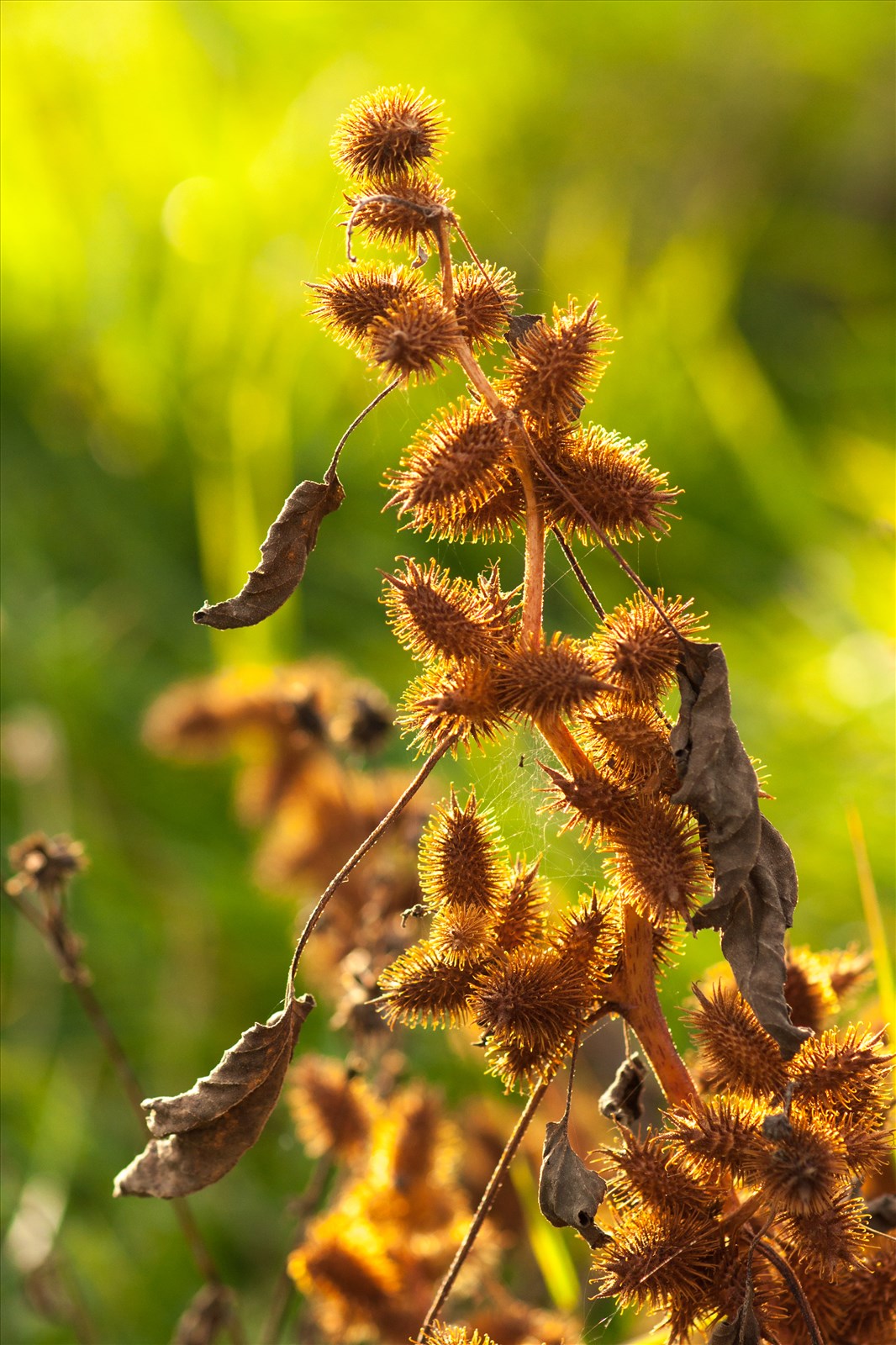 Xanthium orientale L. - Préservons la Nature