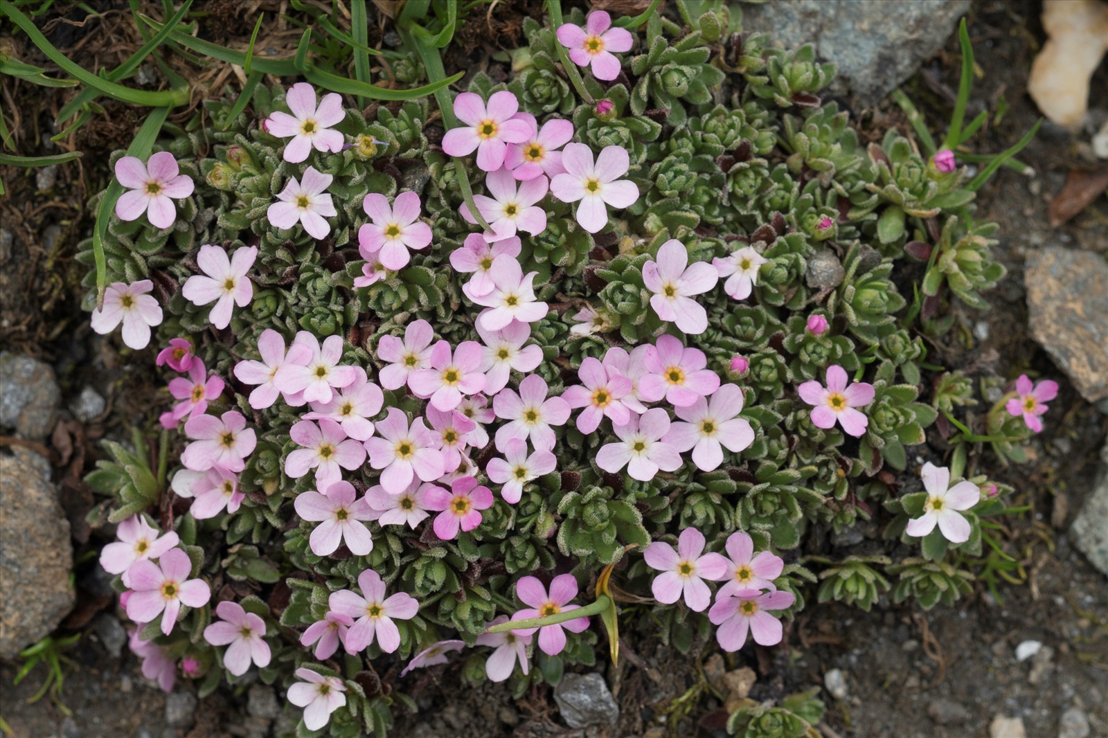 Androsace alpina (L.) Lam.