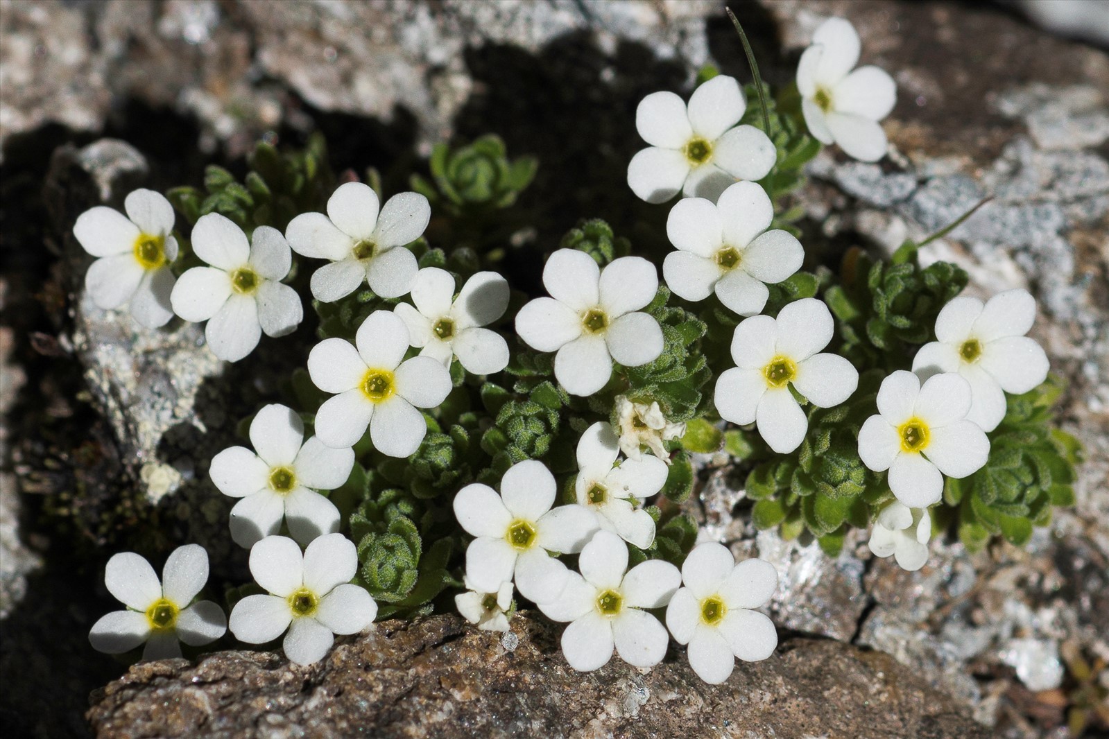 Androsace pubescens DC.