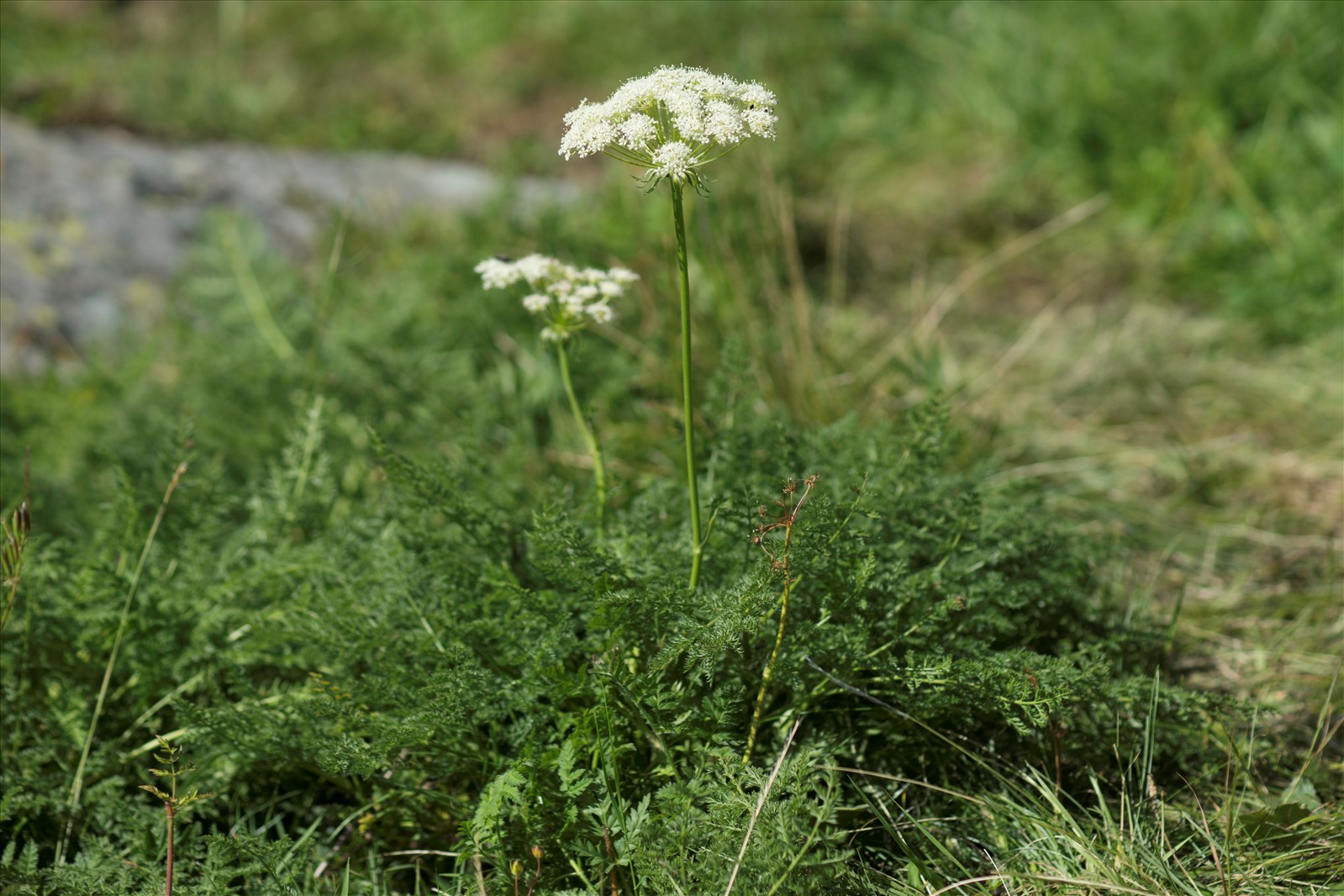 Laserpitium halleri Crantz