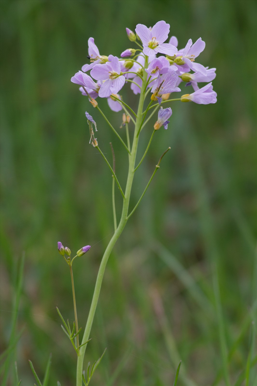 Cardamine pratensis L.