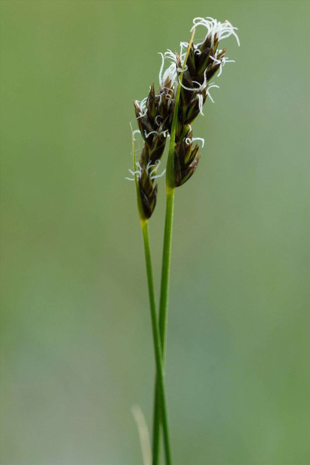 Carex divisa subsp. chaetophylla (Steud.) Nyman - Préservons la Nature
