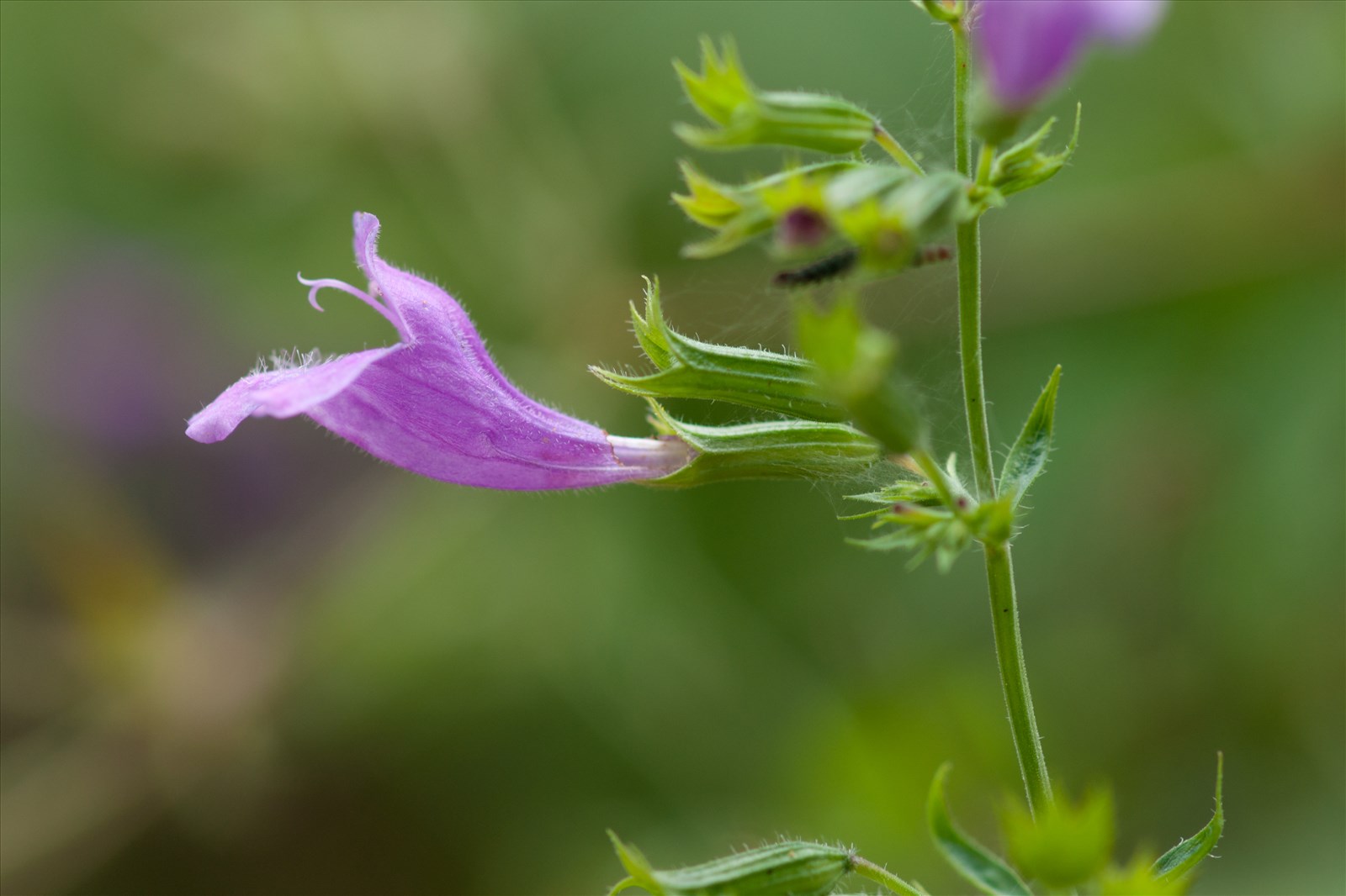 Clinopodium grandiflorum (L.) Kuntze