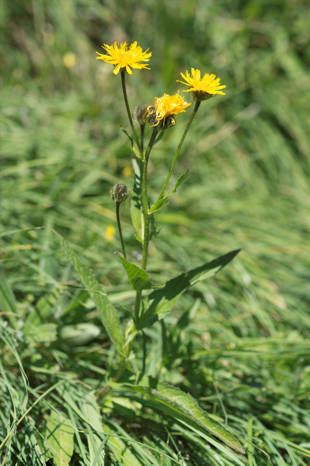 Crepis pyrenaica (L.) Greuter