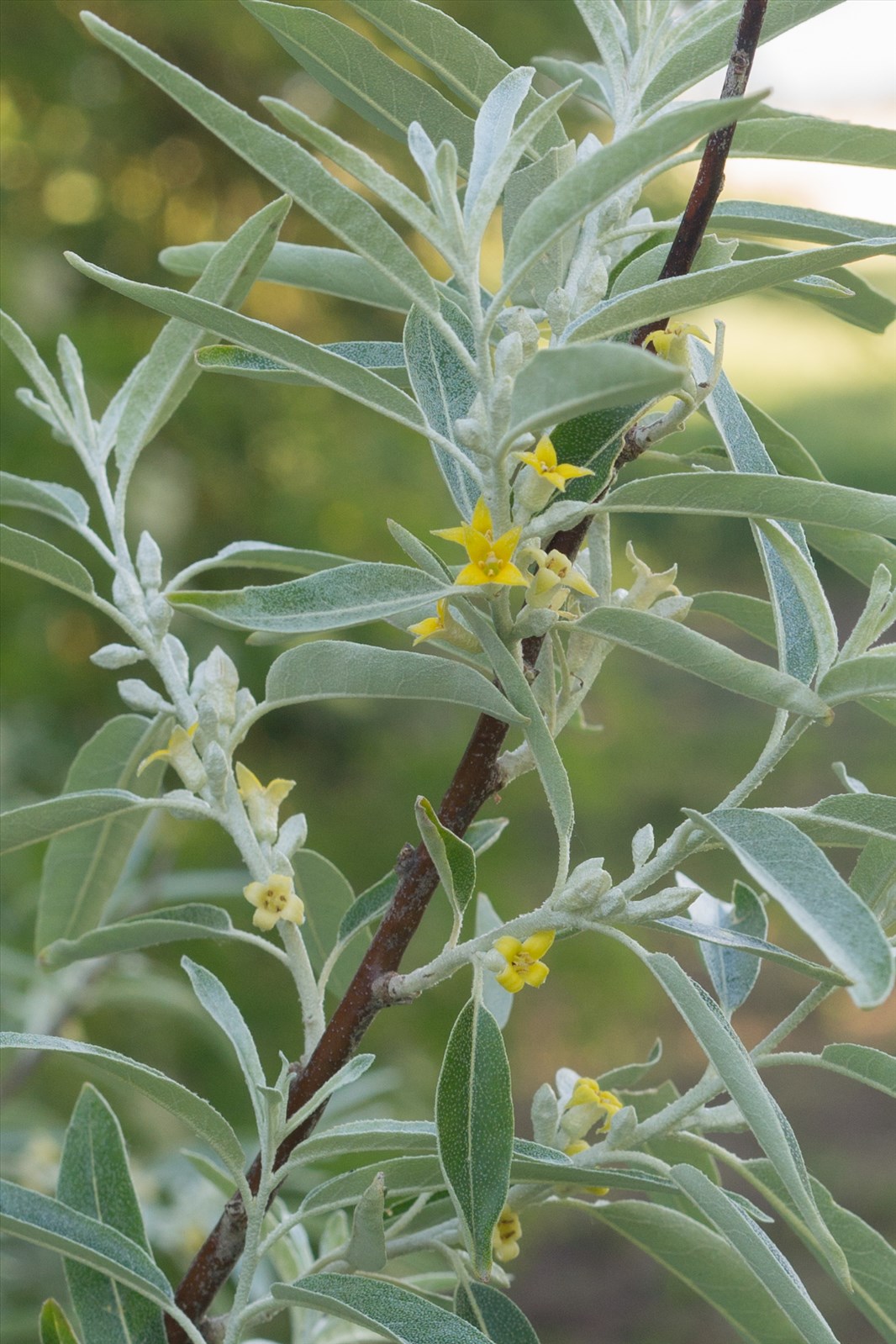 Elaeagnus angustifolia L.