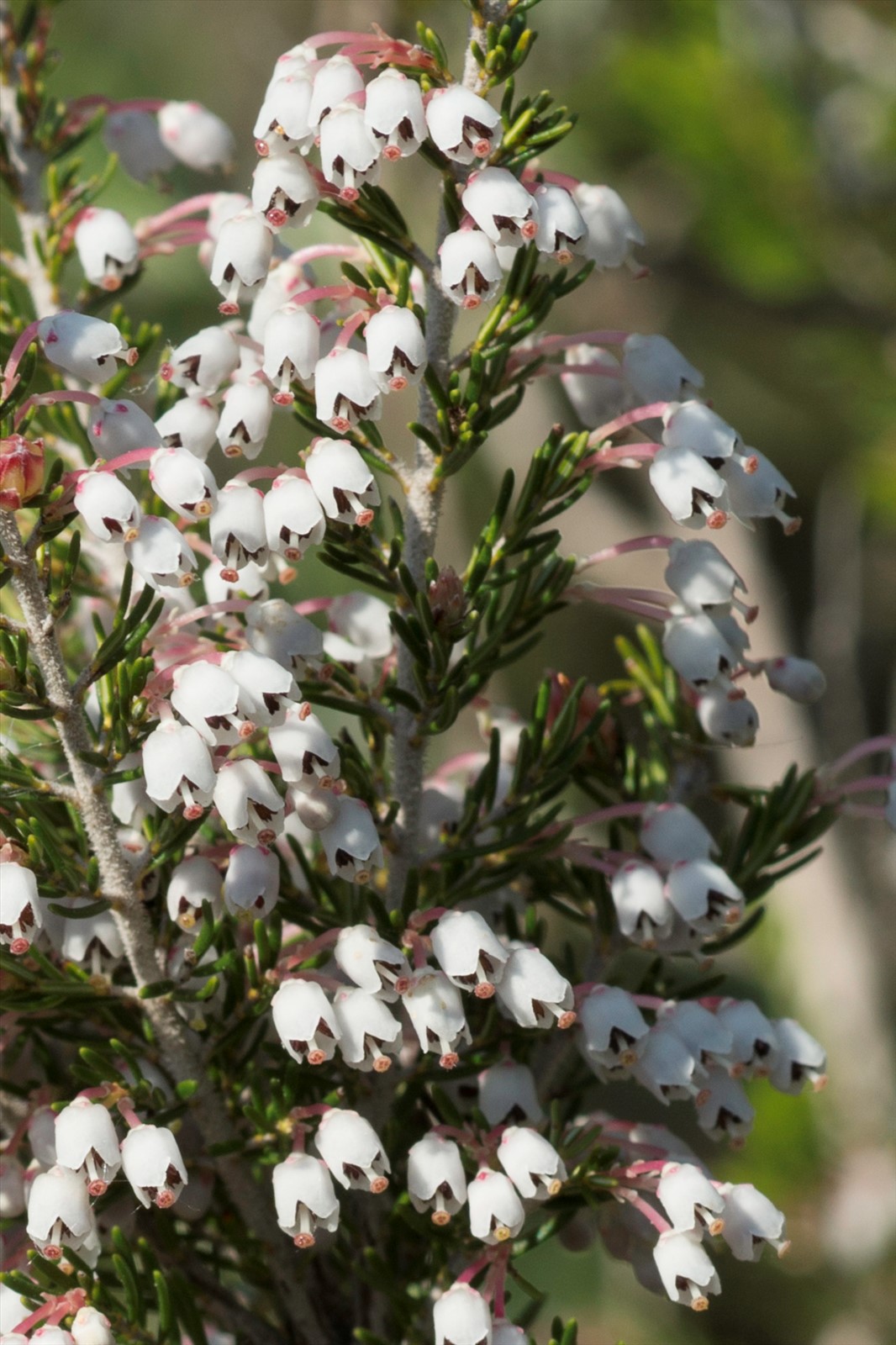 Erica arborea L. - Préservons la Nature