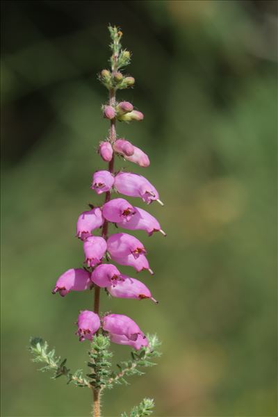 Erica ciliaris L.