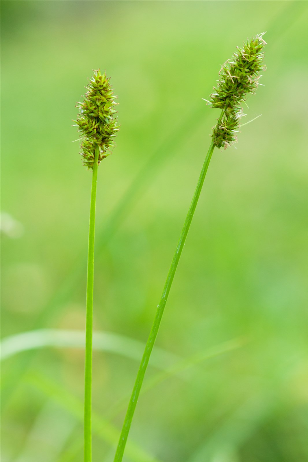 Carex vulpina L.