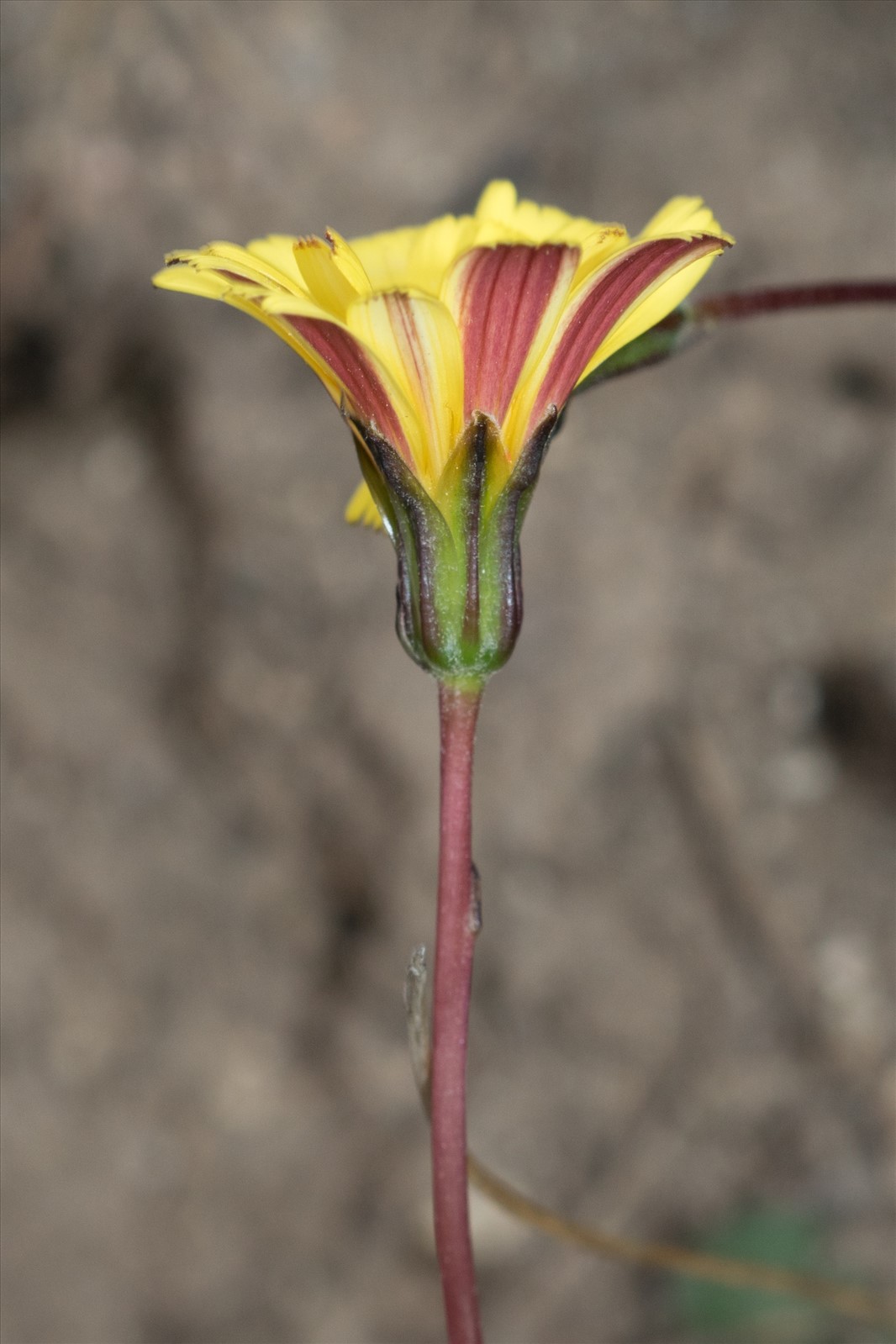 Hypochaeris robertia (Sch.Bip.) Fiori - Préservons la Nature