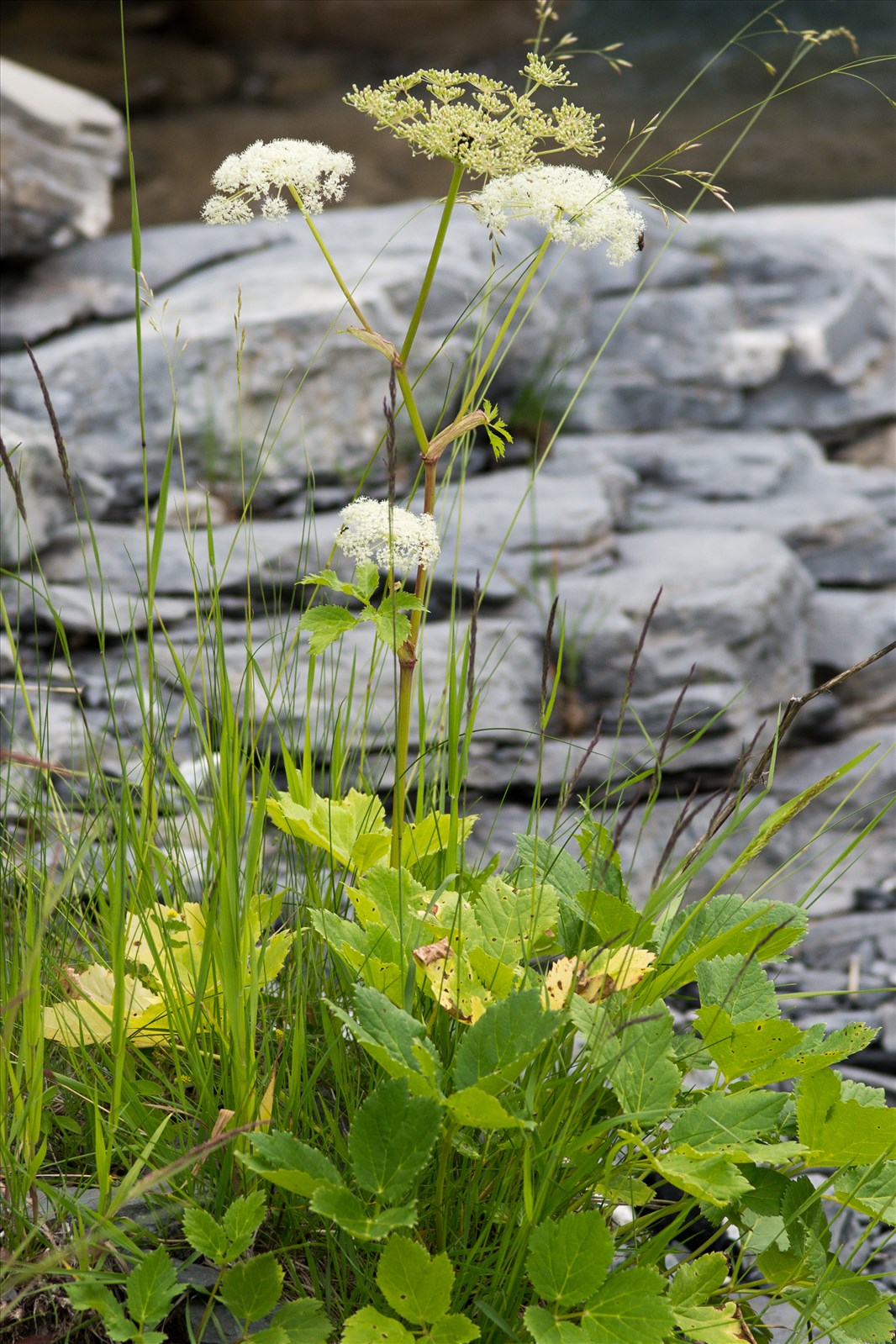 Imperatoria ostruthium L.