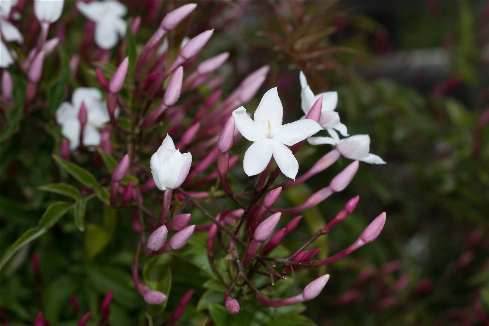 Jasminum officinale L. - Préservons la Nature