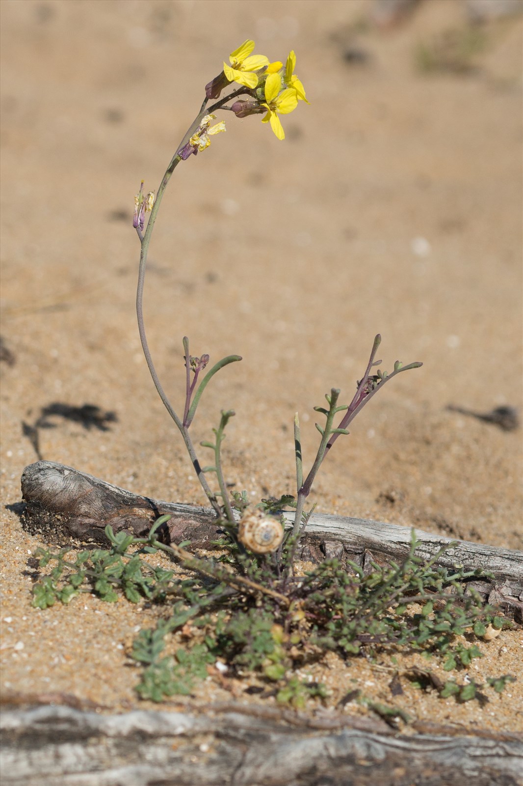 Coincya monensis (L.) Greuter & Burdet