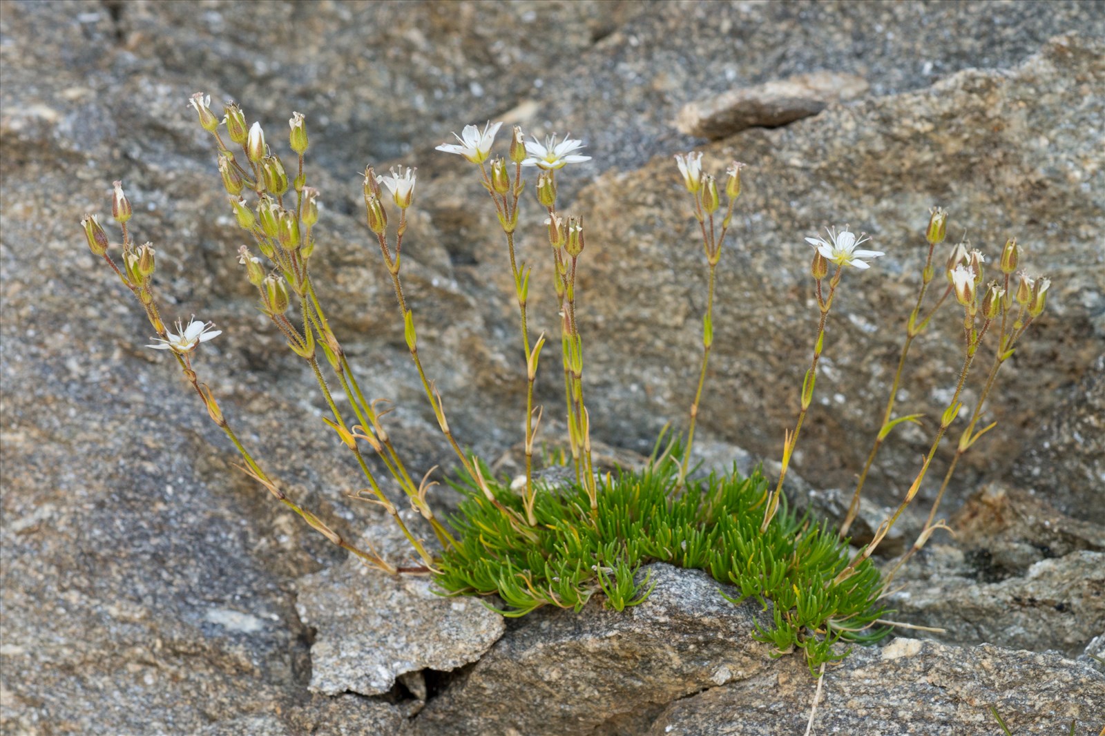 Minuartia recurva (All.) Schinz & Thell. subsp. recurva