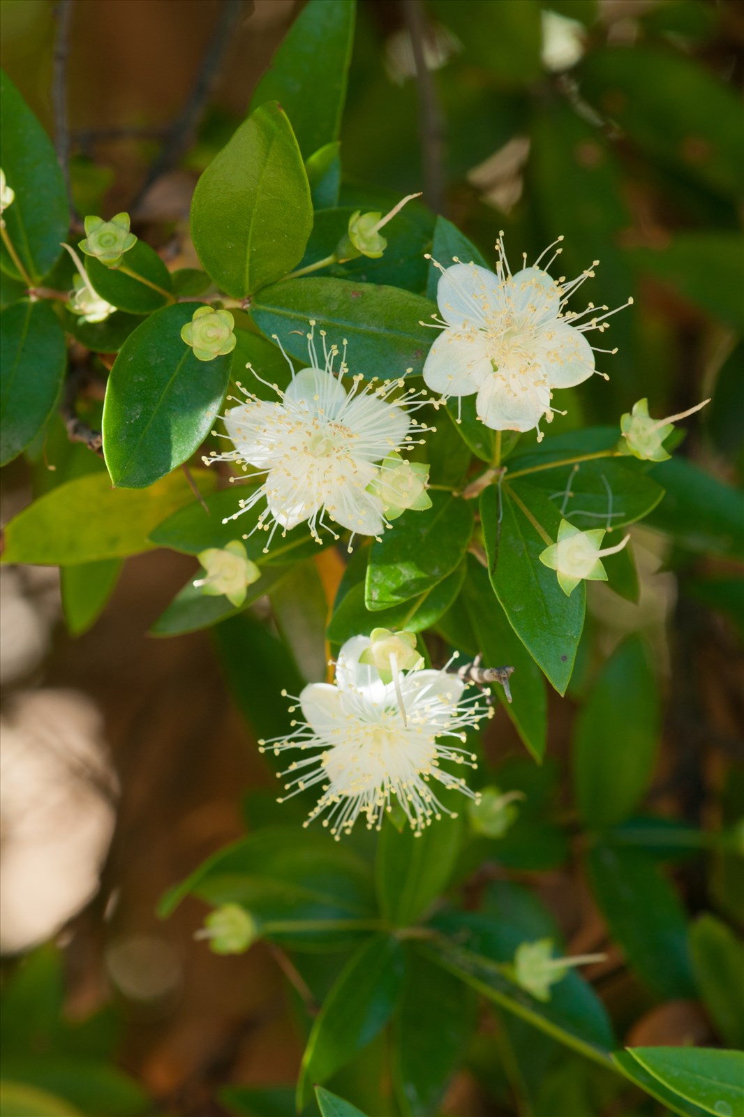 Myrtus communis L. - Préservons la Nature