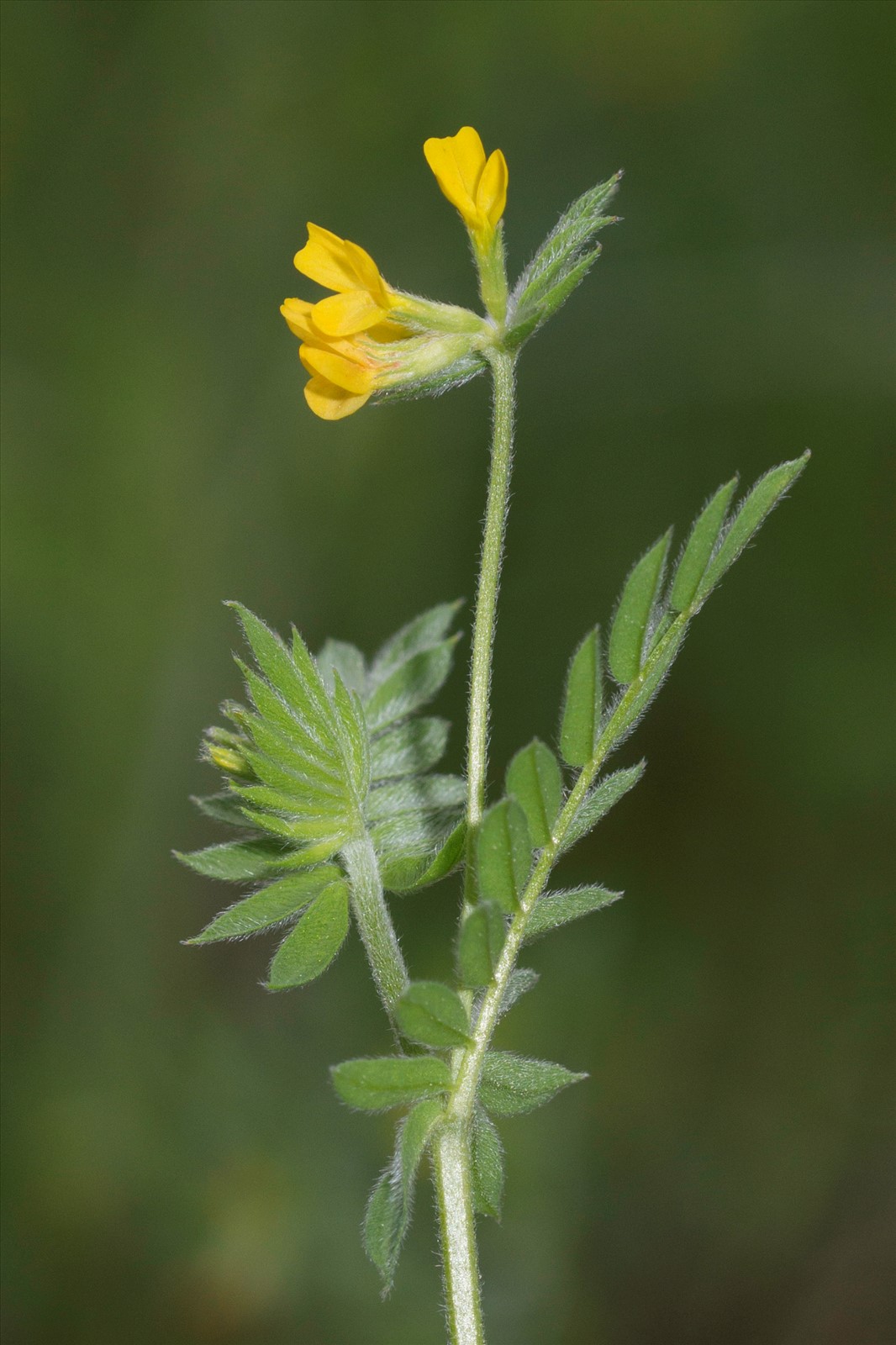 Ornithopus compressus L. - Préservons la Nature