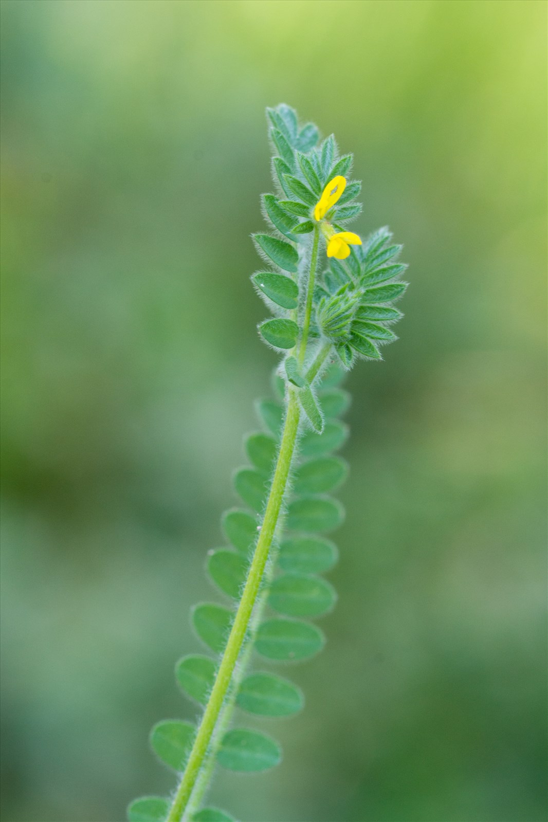 Ornithopus compressus L.