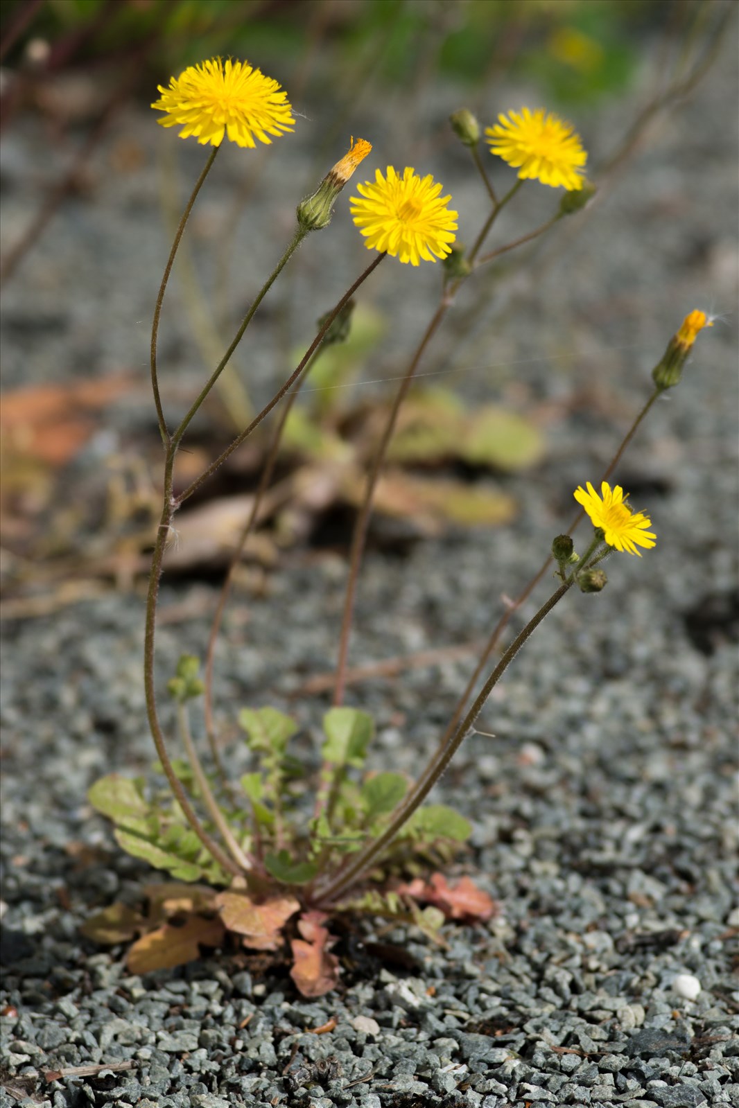 Crepis sancta (L.) Bornm.