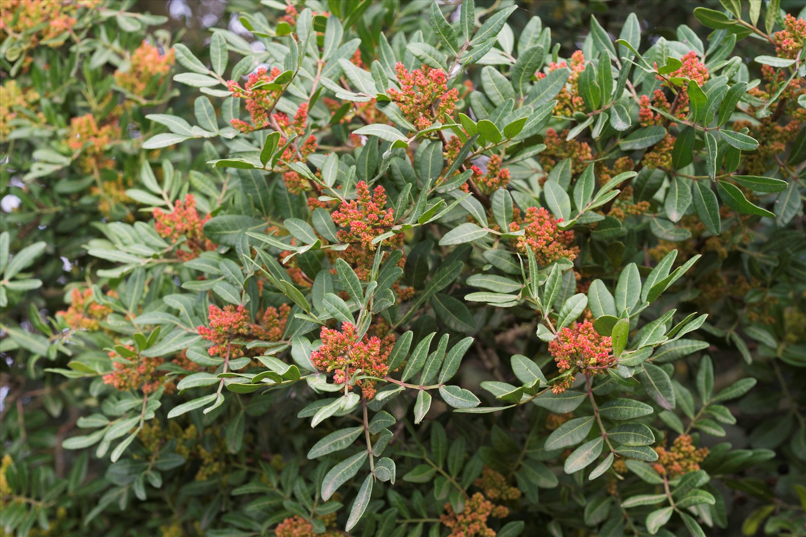 Pistacia lentiscus L. - Préservons la Nature