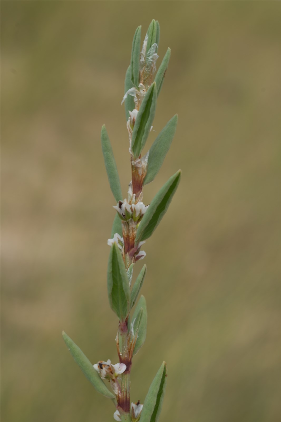 Polygonum maritimum L.