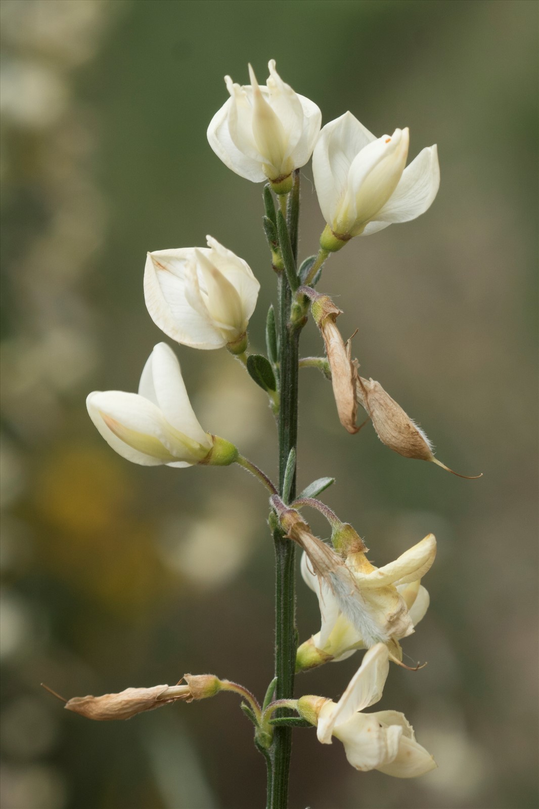 Cytisus multiflorus (L'Hér.) Sweet - Préservons la Nature
