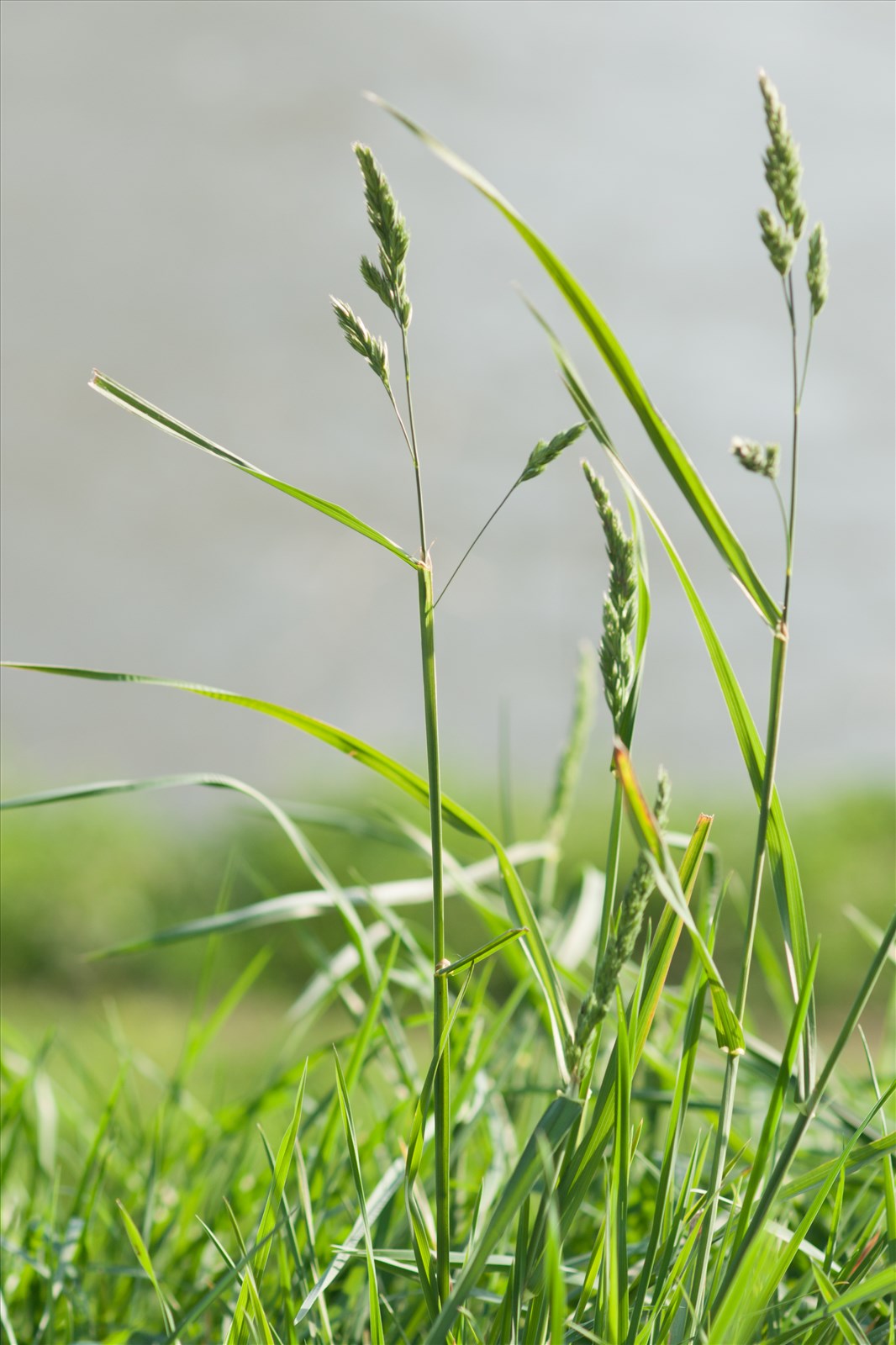 Dactylis glomerata L. - FLORAPHILE 45