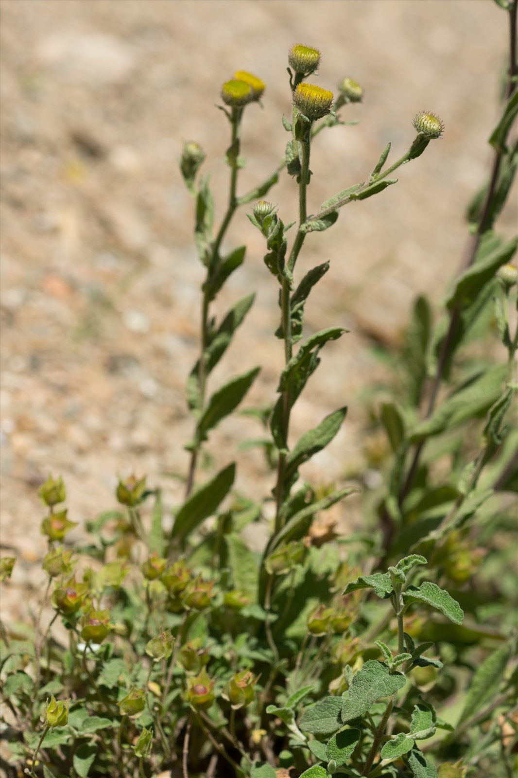 Pulicaria odora (L.) Rchb.