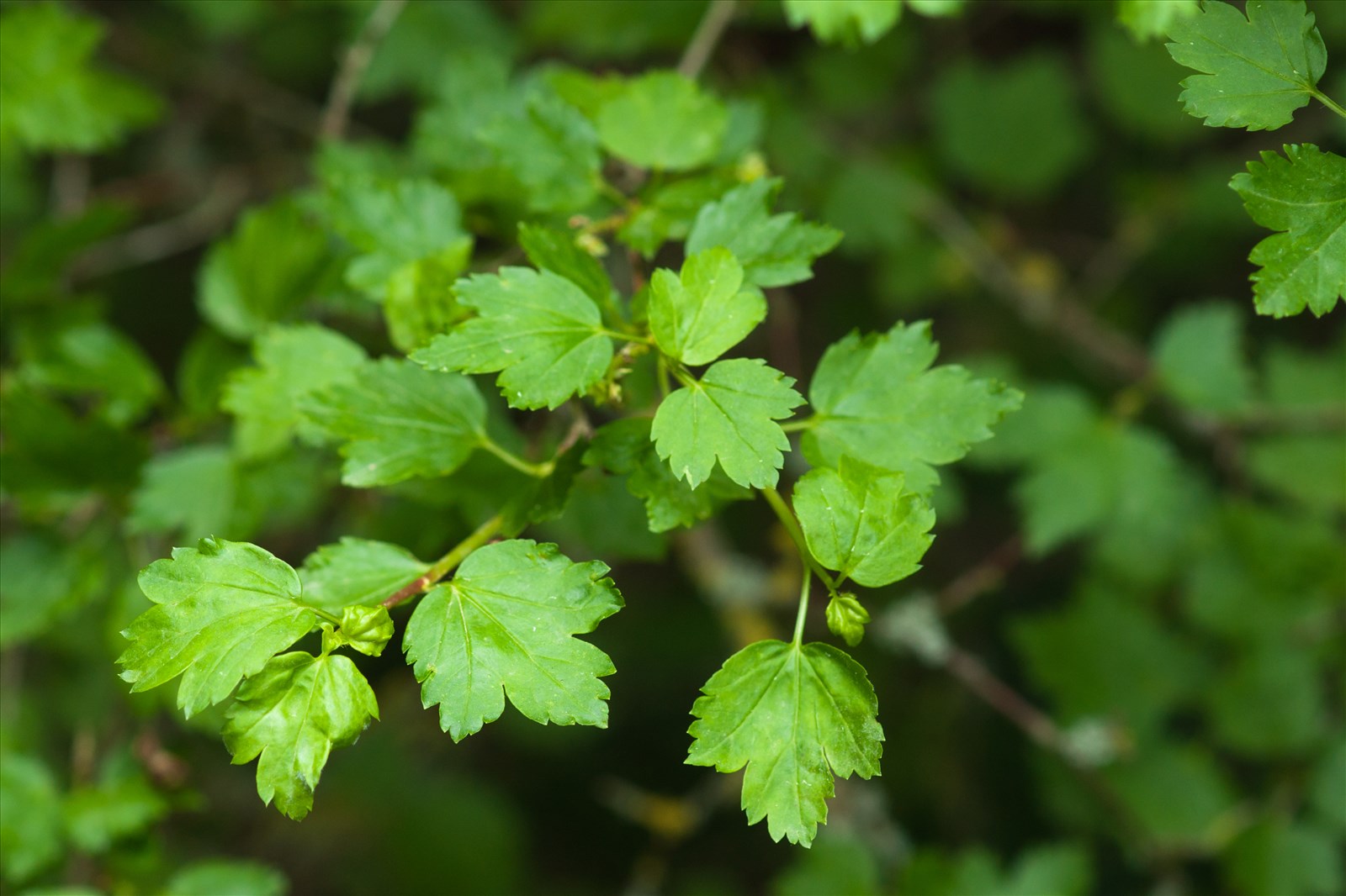 Ribes alpinum L. - Préservons la Nature