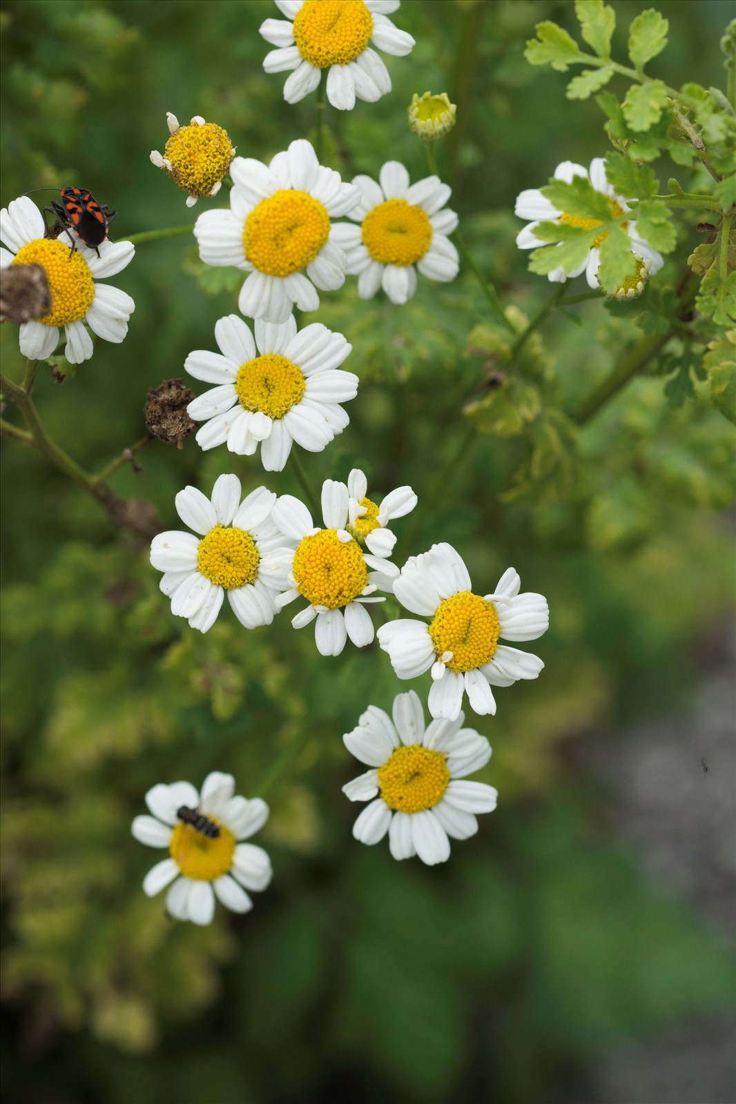 Tanacetum parthenium (L.) Sch.Bip.