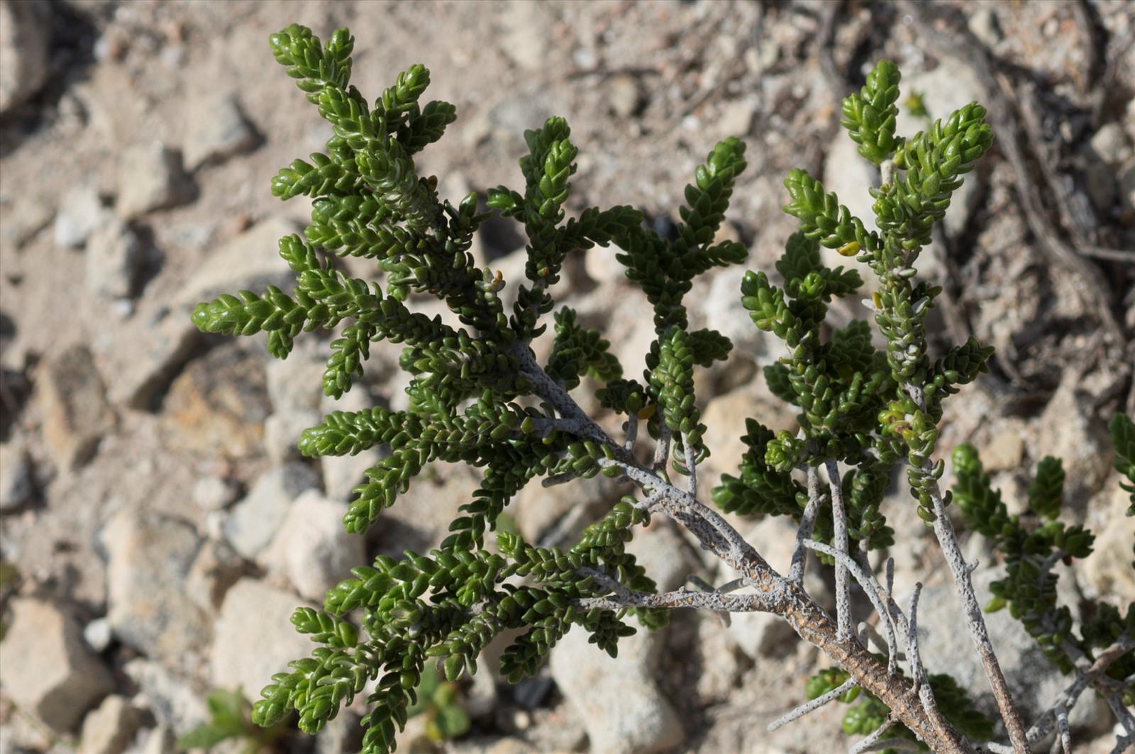 Thymelaea hirsuta (L.) Endl. - Préservons la Nature