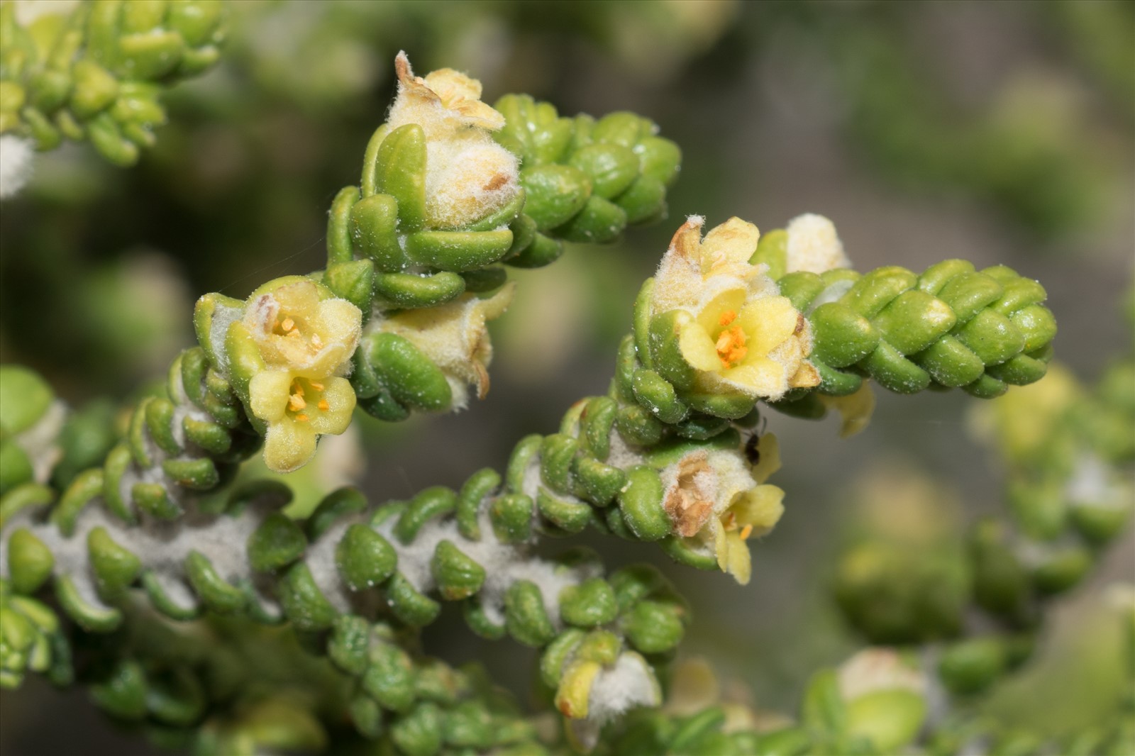 Thymelaea hirsuta (L.) Endl. - Préservons la Nature